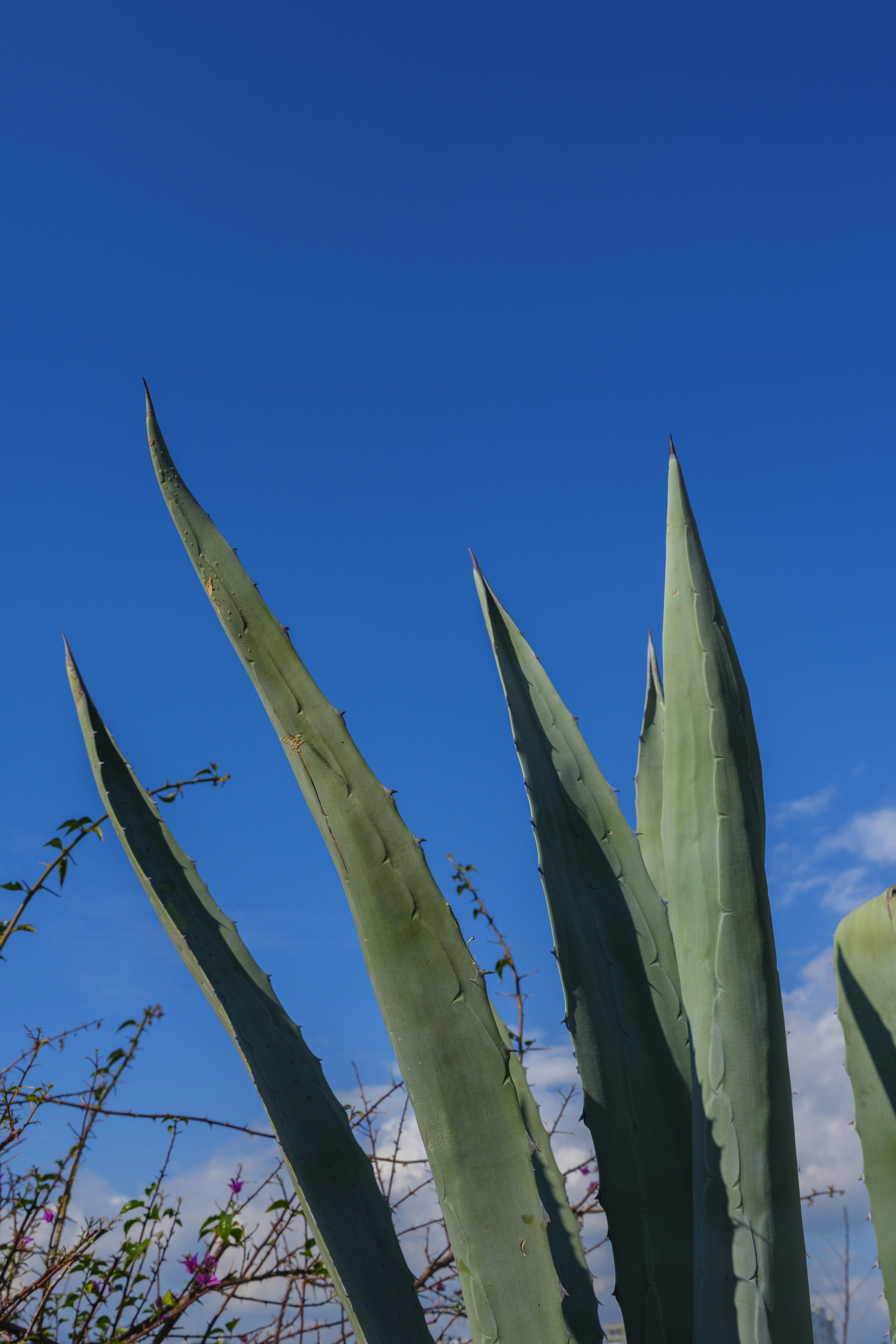 Tall agave plants reaching towards a clear blue sky, framed by delicate floral accents below.