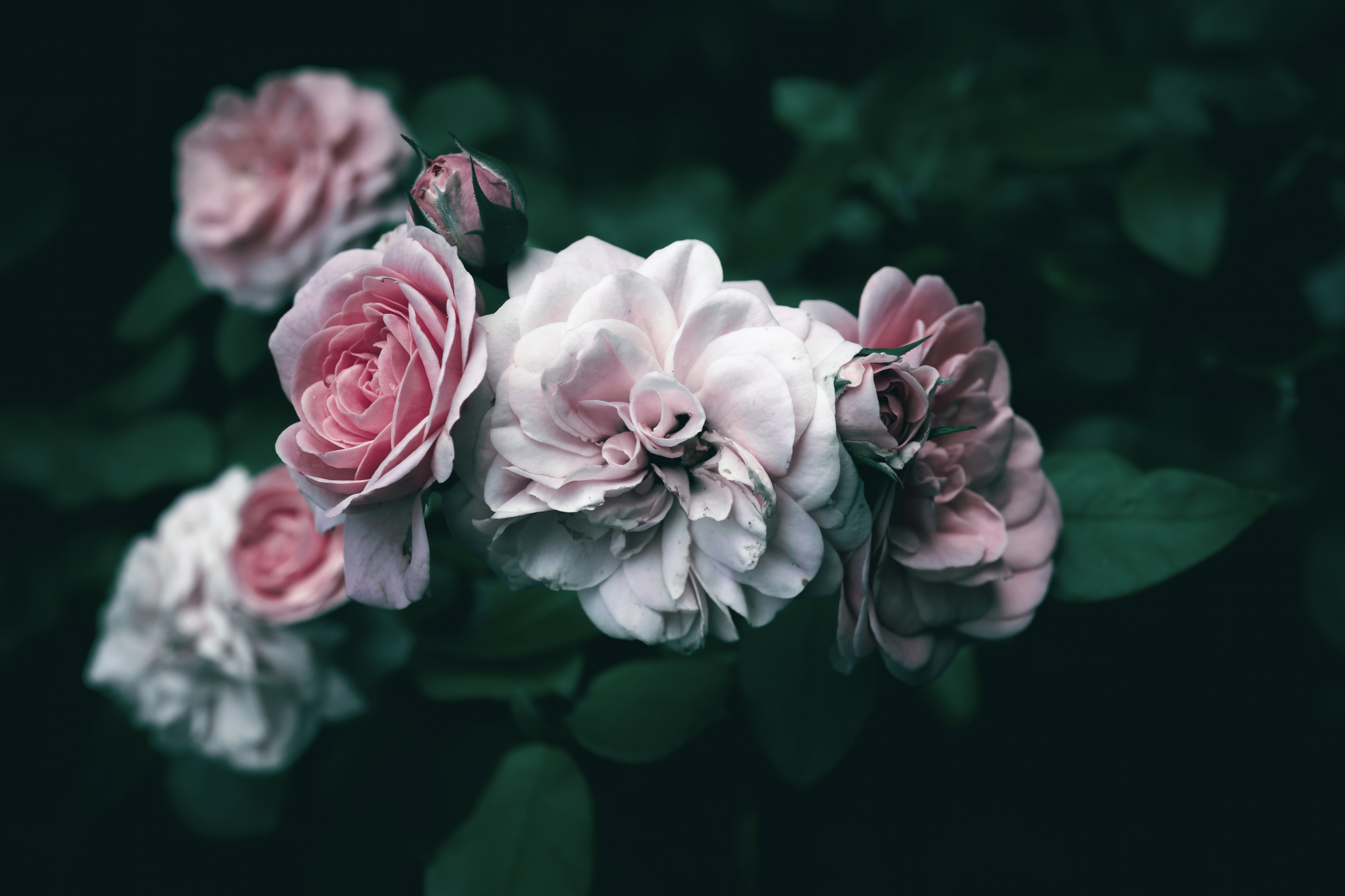 A bunch of fresh and dry pink and white rose flowers with rain drops | Pink and white roses bloom against dark leaves.