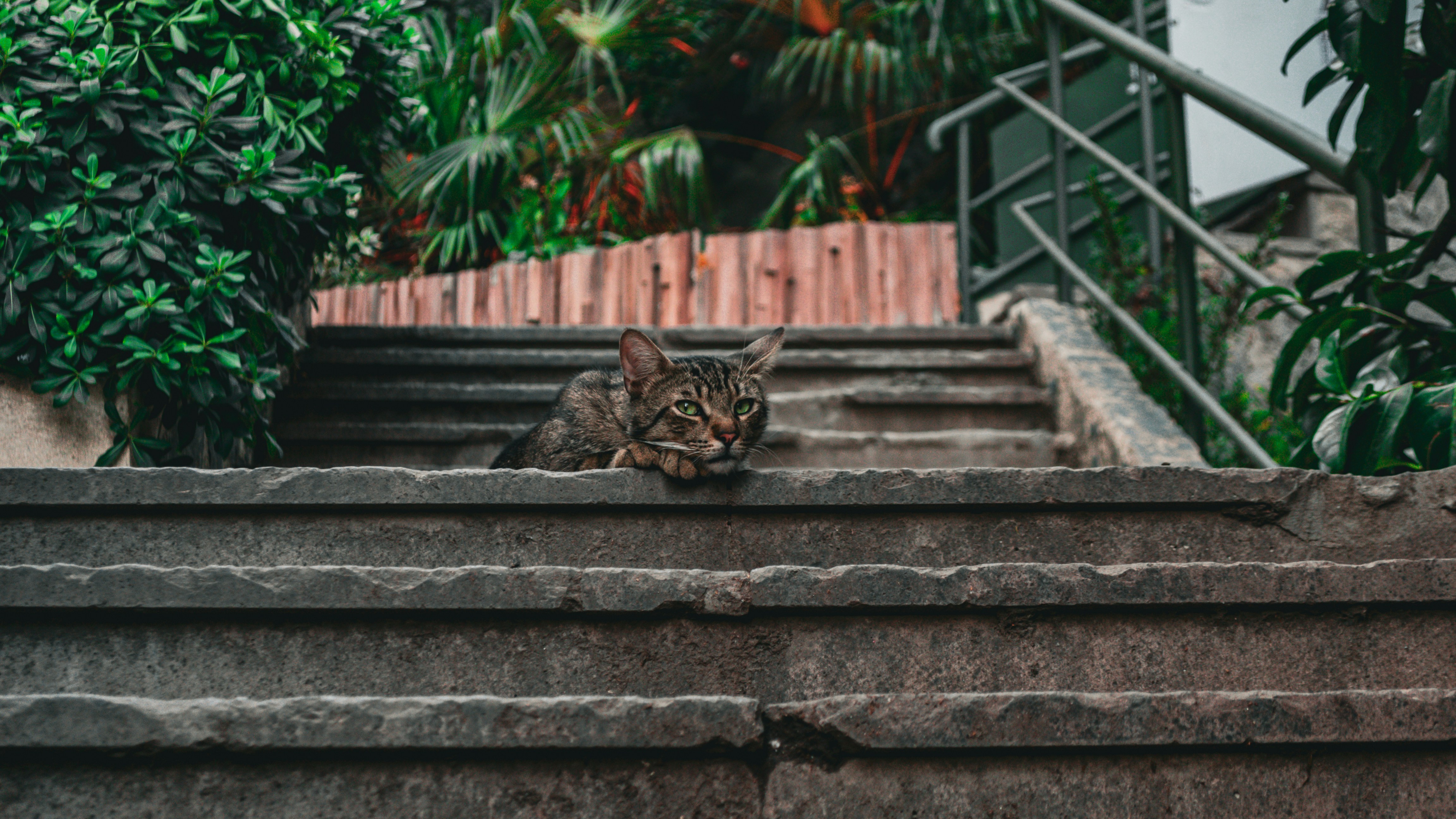 The Watchful Guardian of the Stairs
