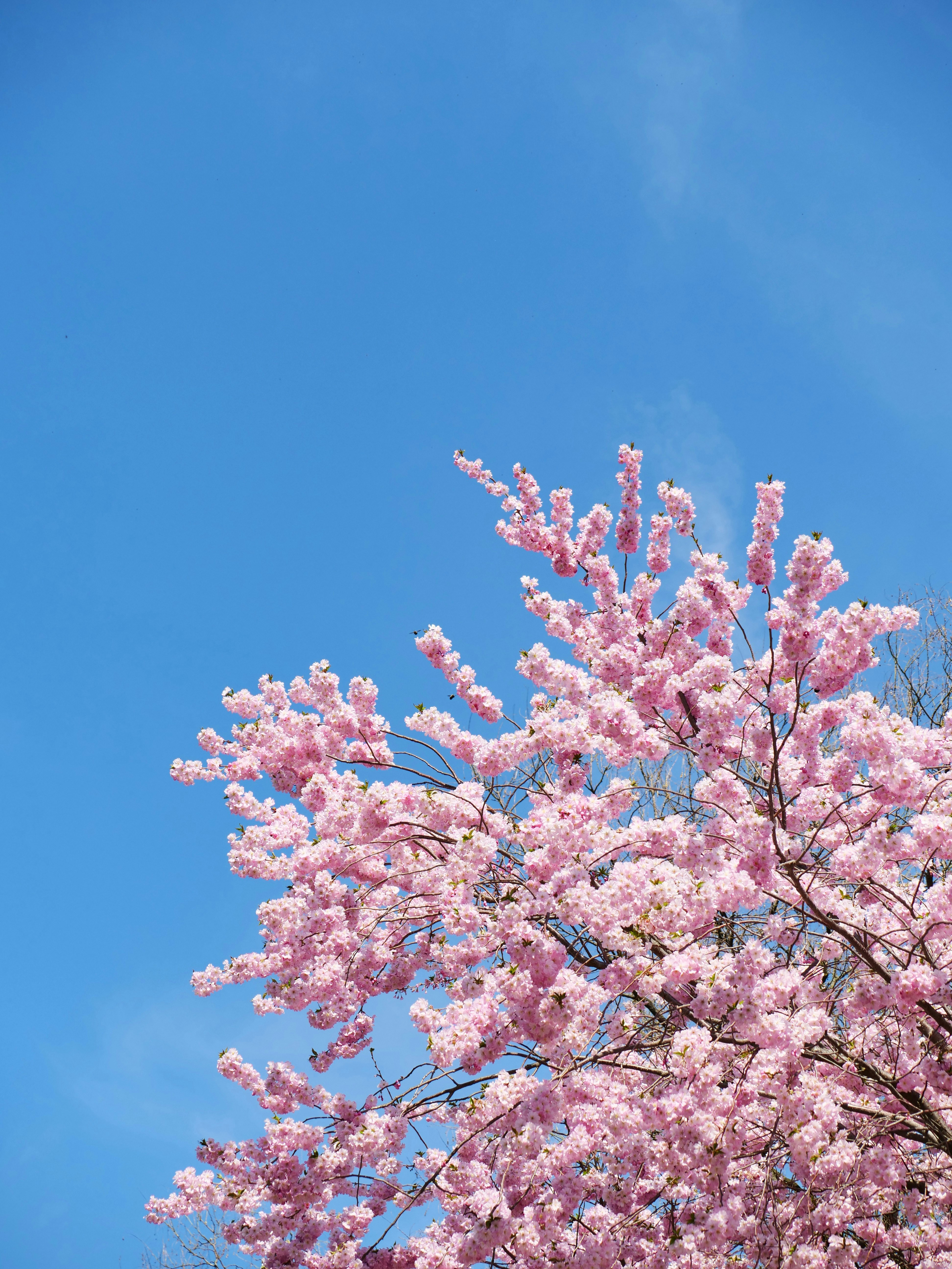 Pink cherry blossoms bloom against a bright blue sky.