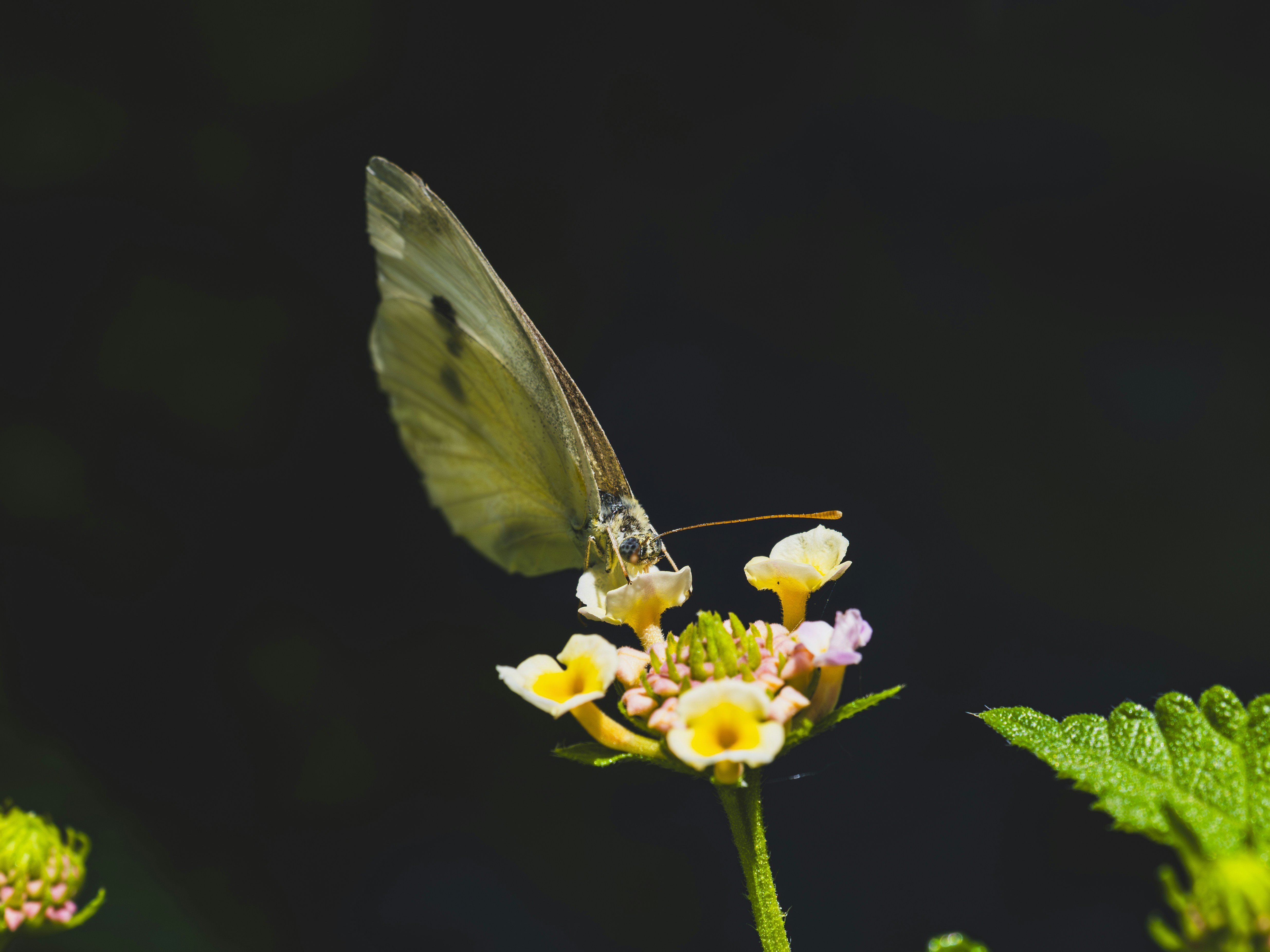 Whispers of Nature: The Delicate Dance of a Butterfly