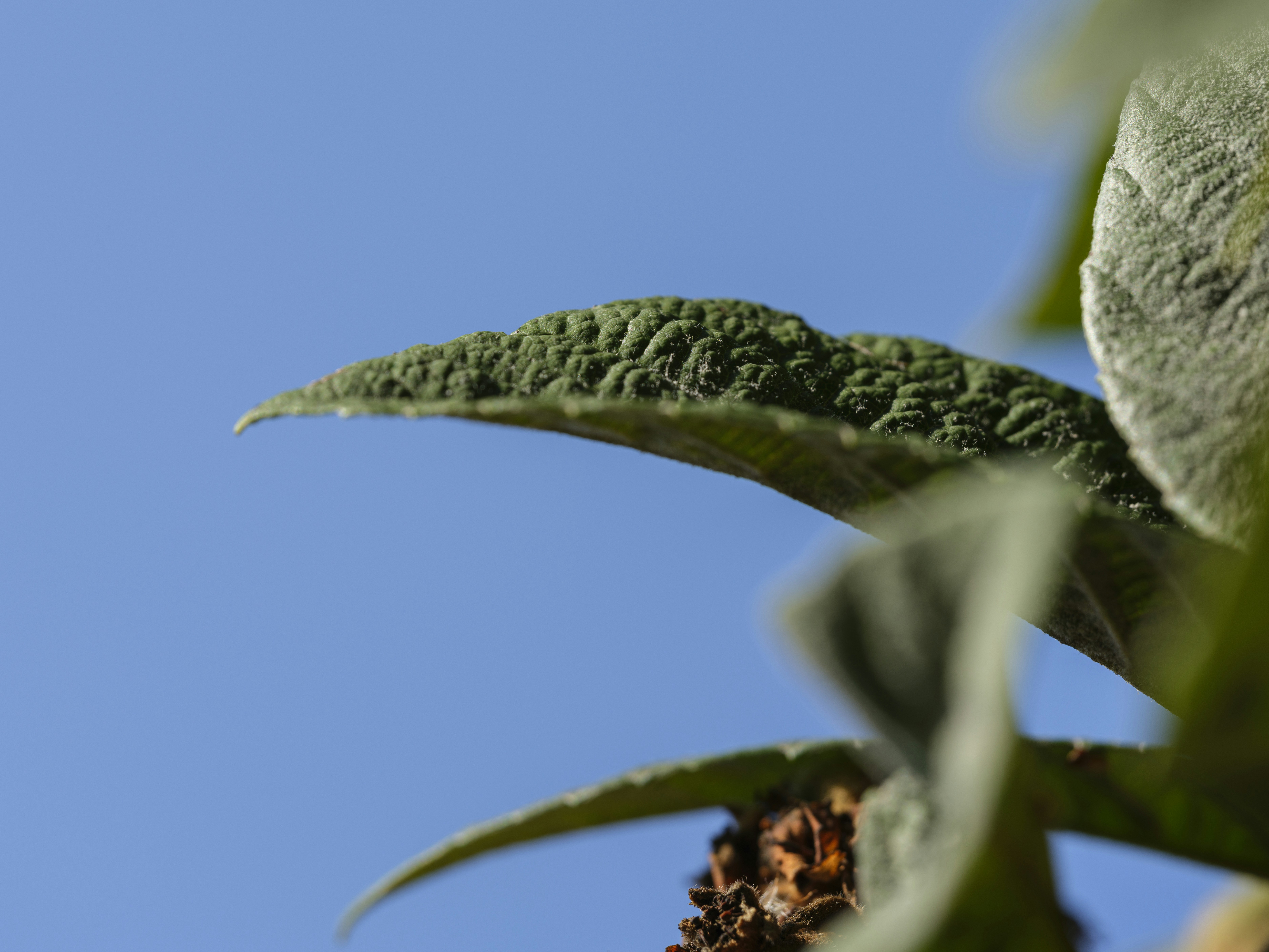 Lovely plants growing in the forest | Close-up of green leaves against a blue sky.