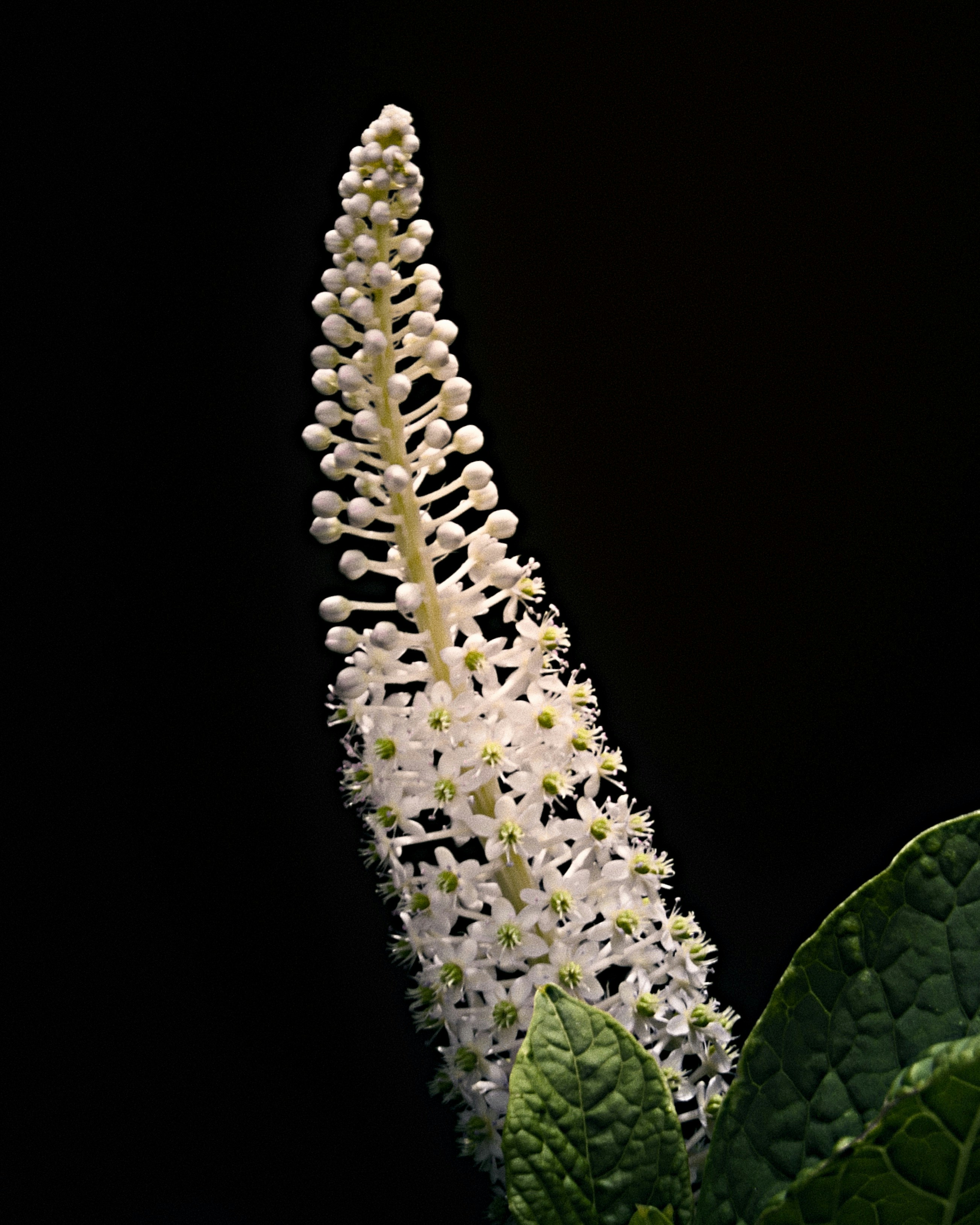Elegant Ascendance of Nature's Palette