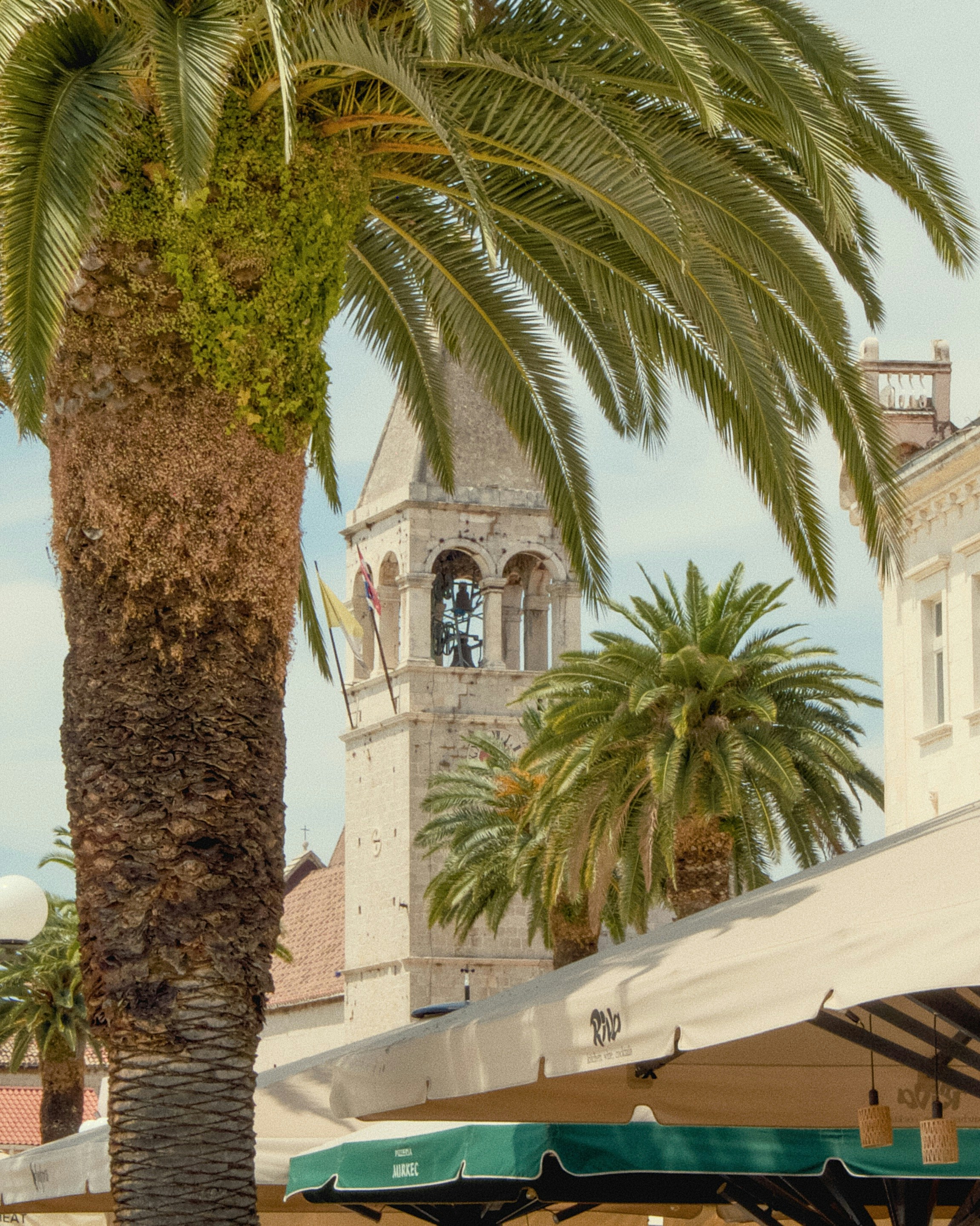 bell tower surrounded by palmtrees | Palm trees frame a church bell tower.