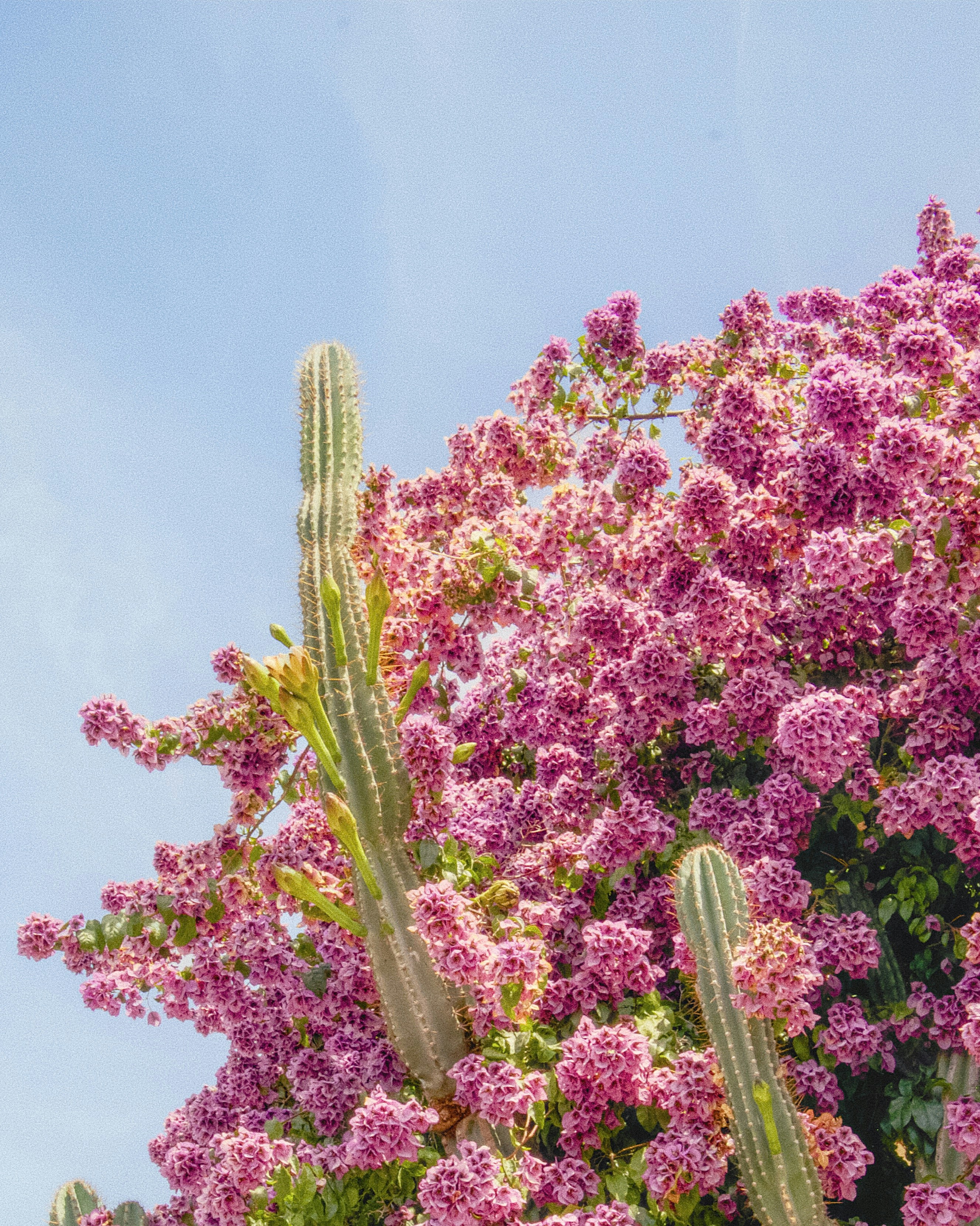 giant cactus sticking out of pink flower tree | Cactus and pink flowers against a bright blue sky.