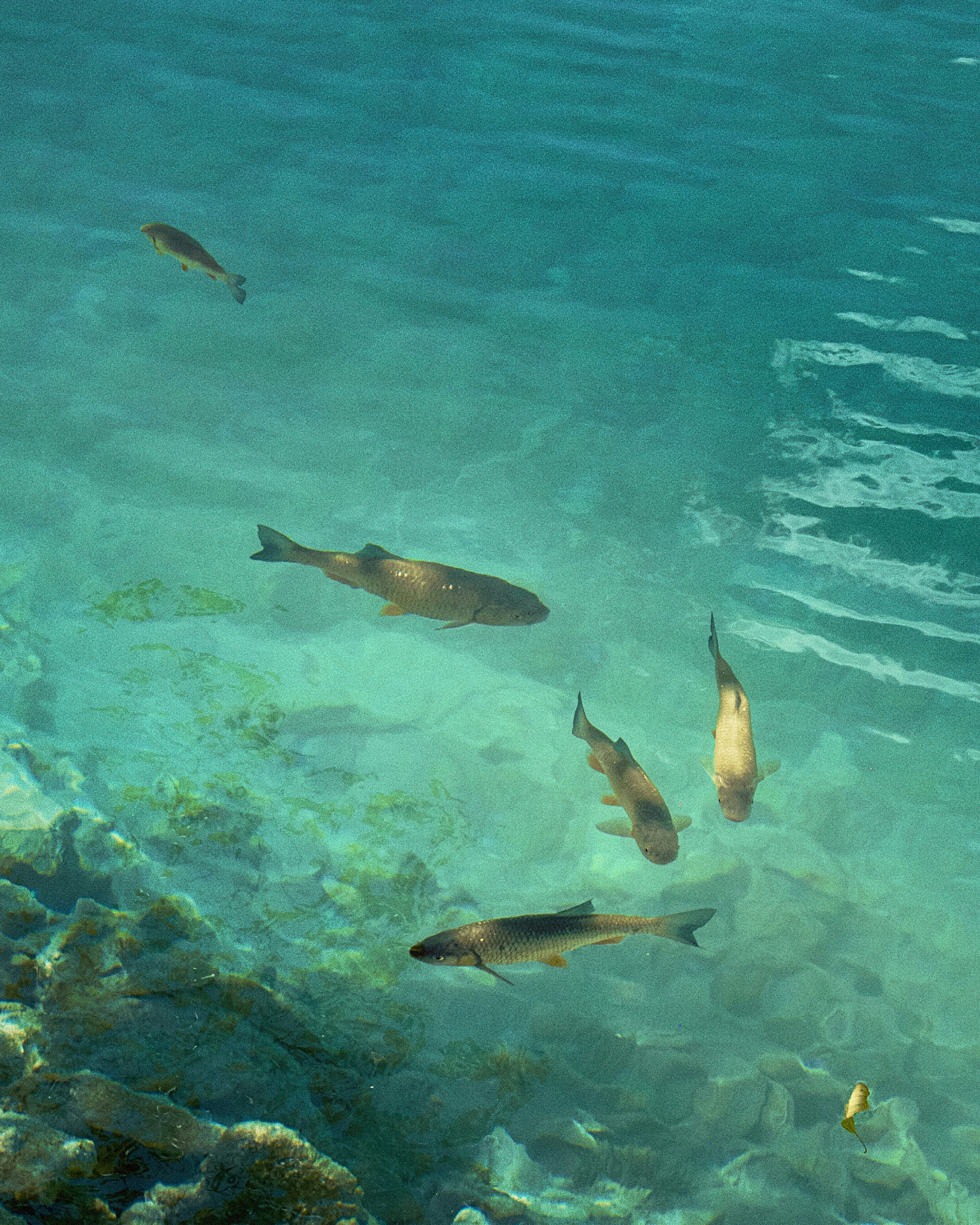 some fish in very clear and blue water | Several fish swim in clear, blue water.