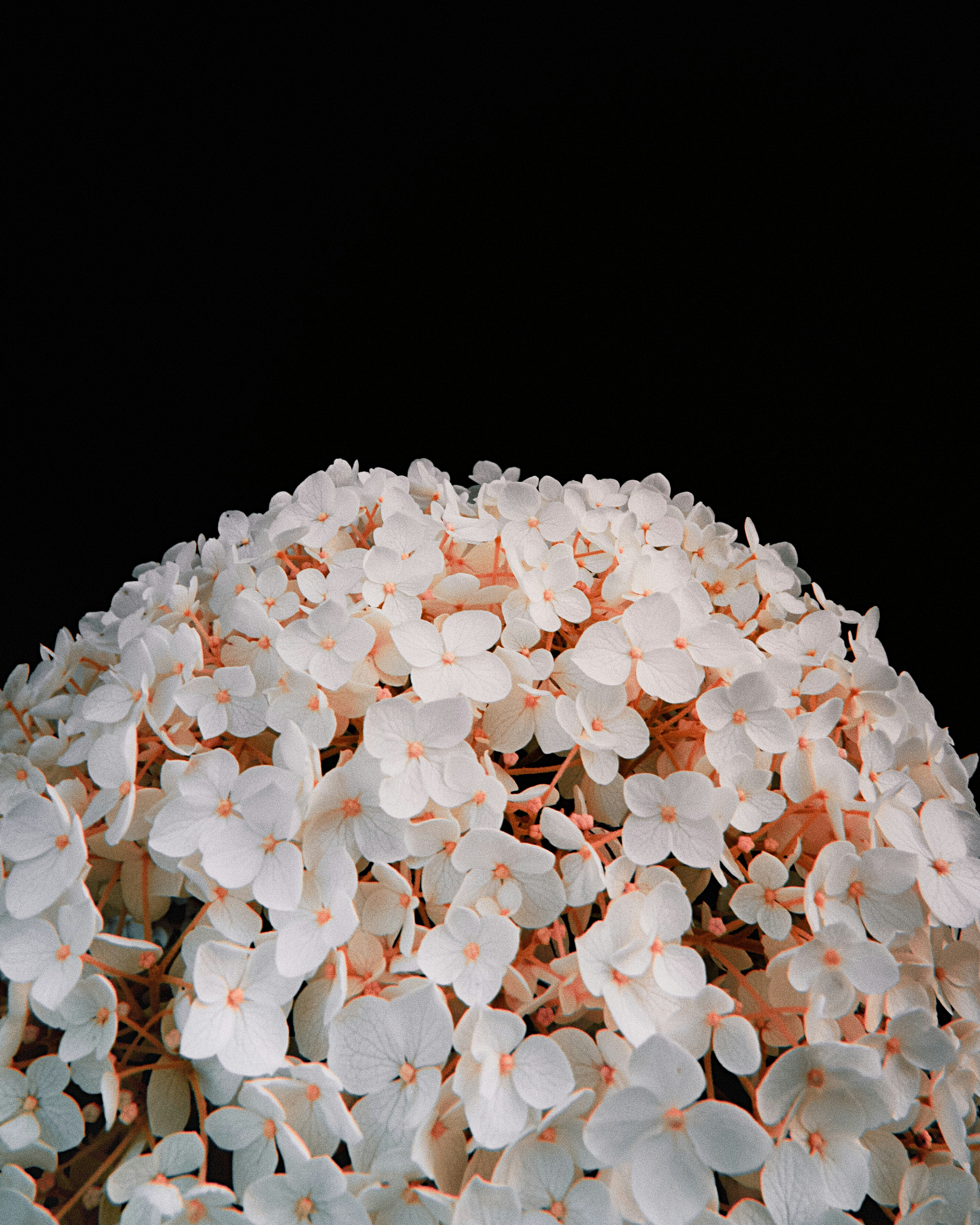 Whispers of Petals: A Floral Canopy