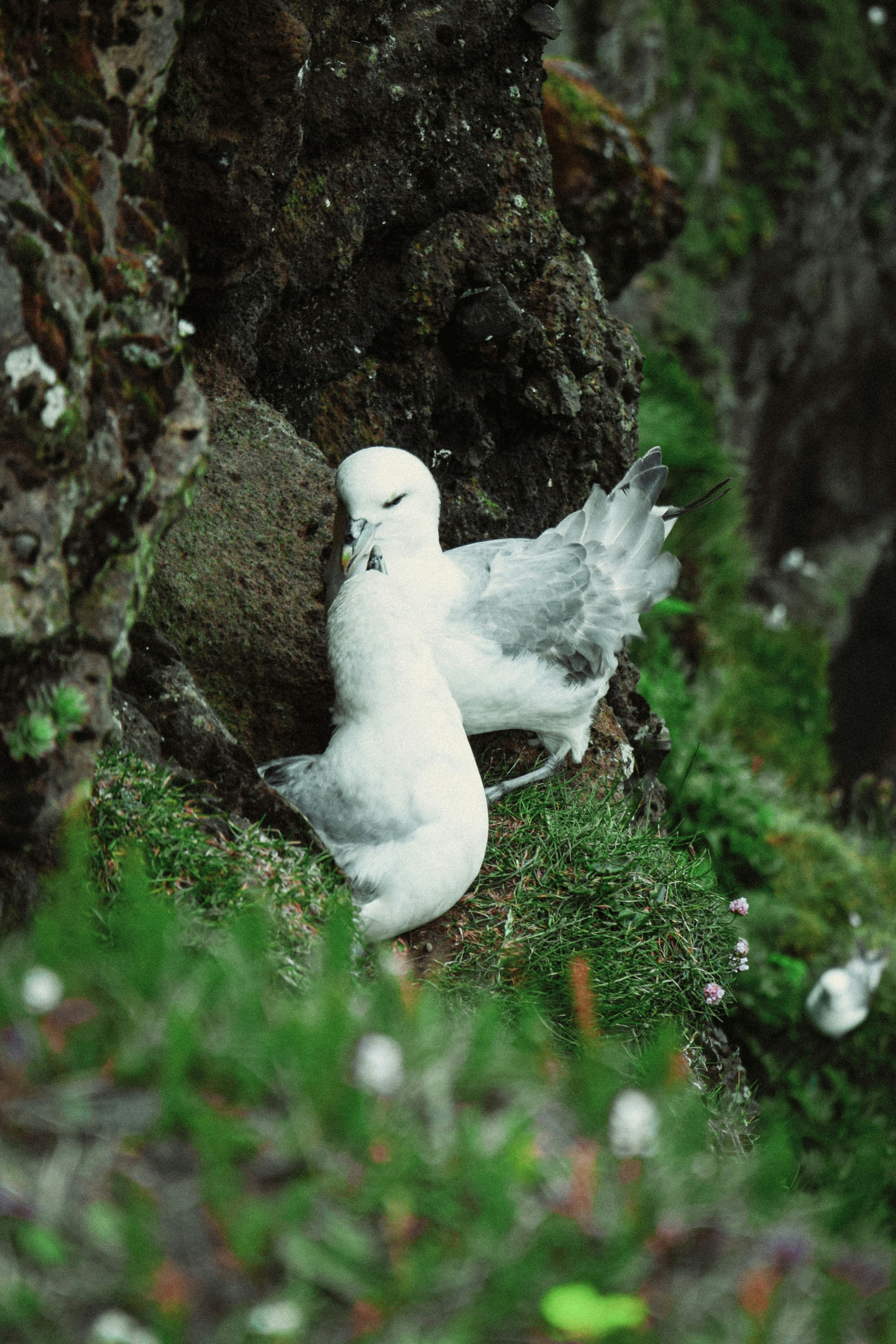 Gull at the Mossy Cliff Edge: A Quiet Moment on Green Stone