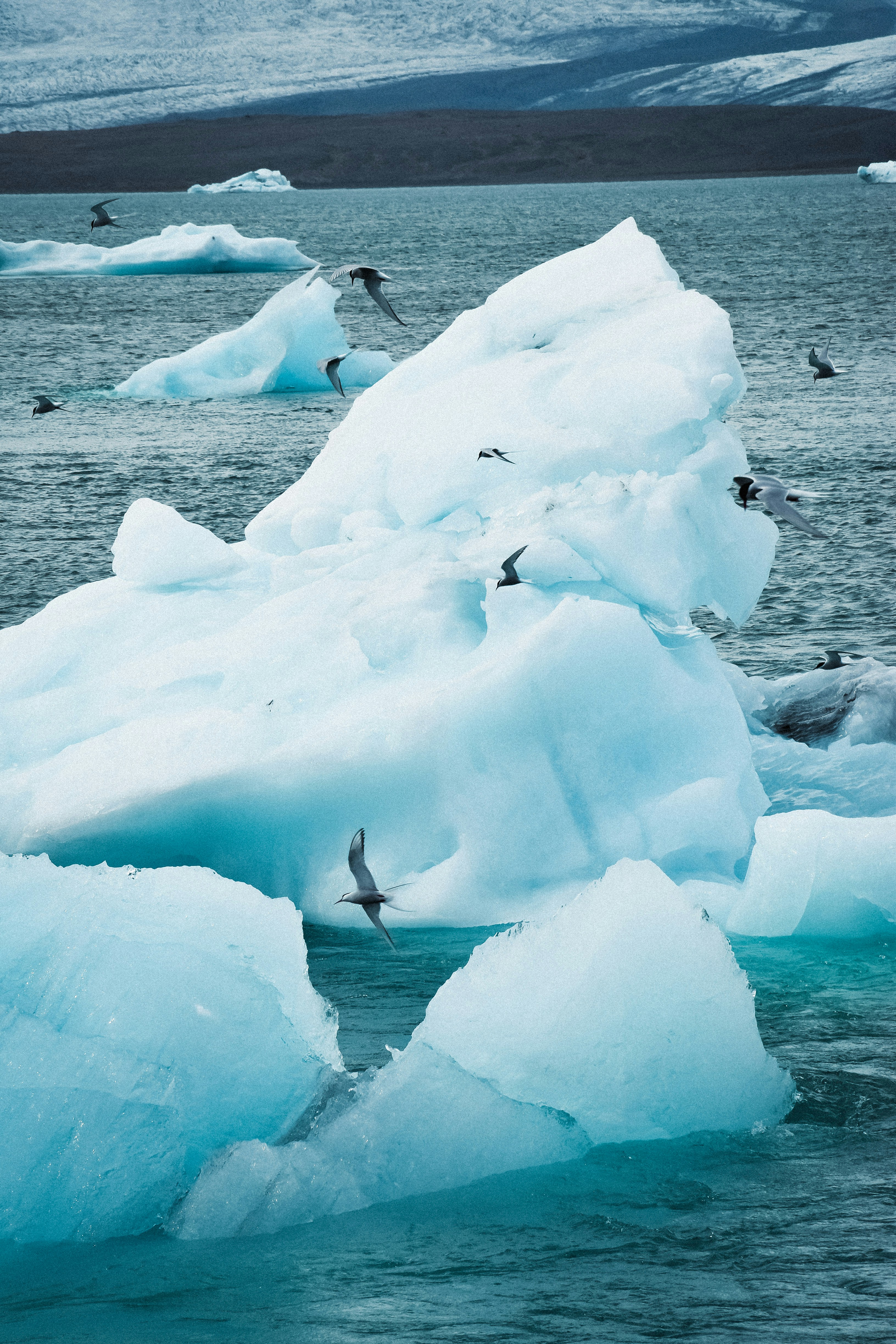 Icebergs floating serenely in a turquoise sea, with seabirds gracefully navigating the chilly air above. 