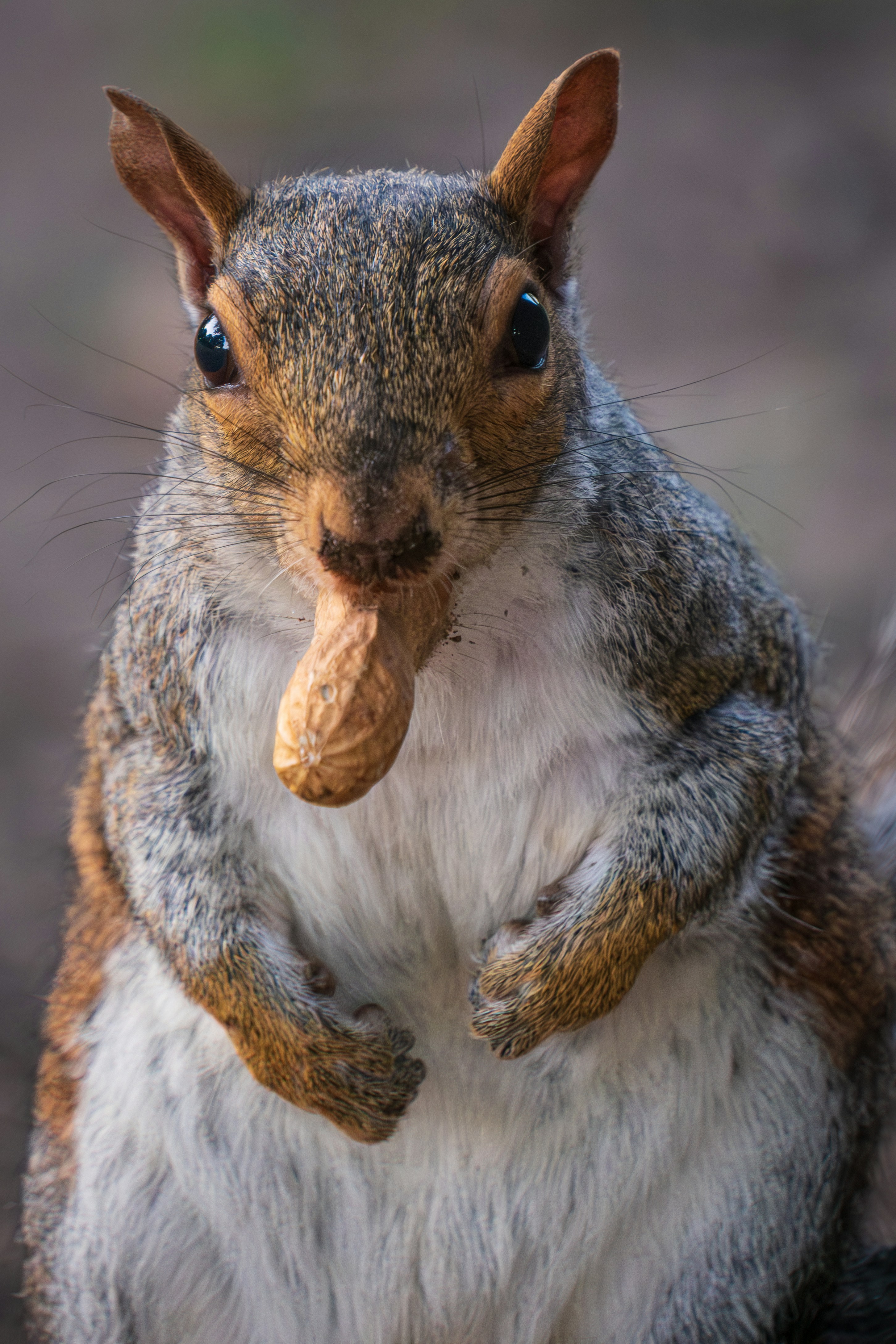 Nutty Encounter: A Squirrel's Delight