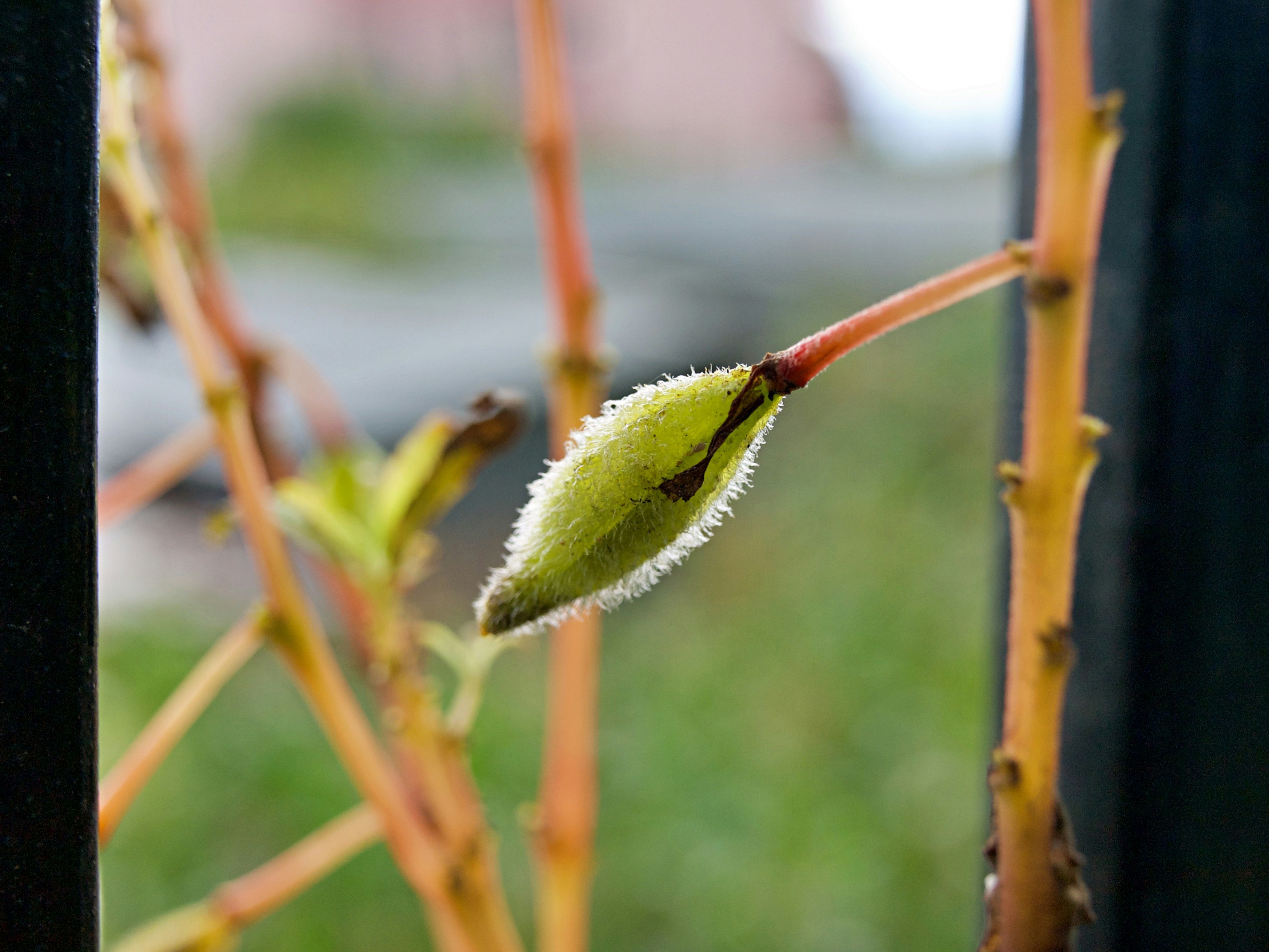 Impatiens balsamina, commonly known as balsam, garden balsam, rose balsam, touch-me-not or spotted snapweed, is a species of plant native to India and Myanmar. | A fuzzy green seed pod on a branch.