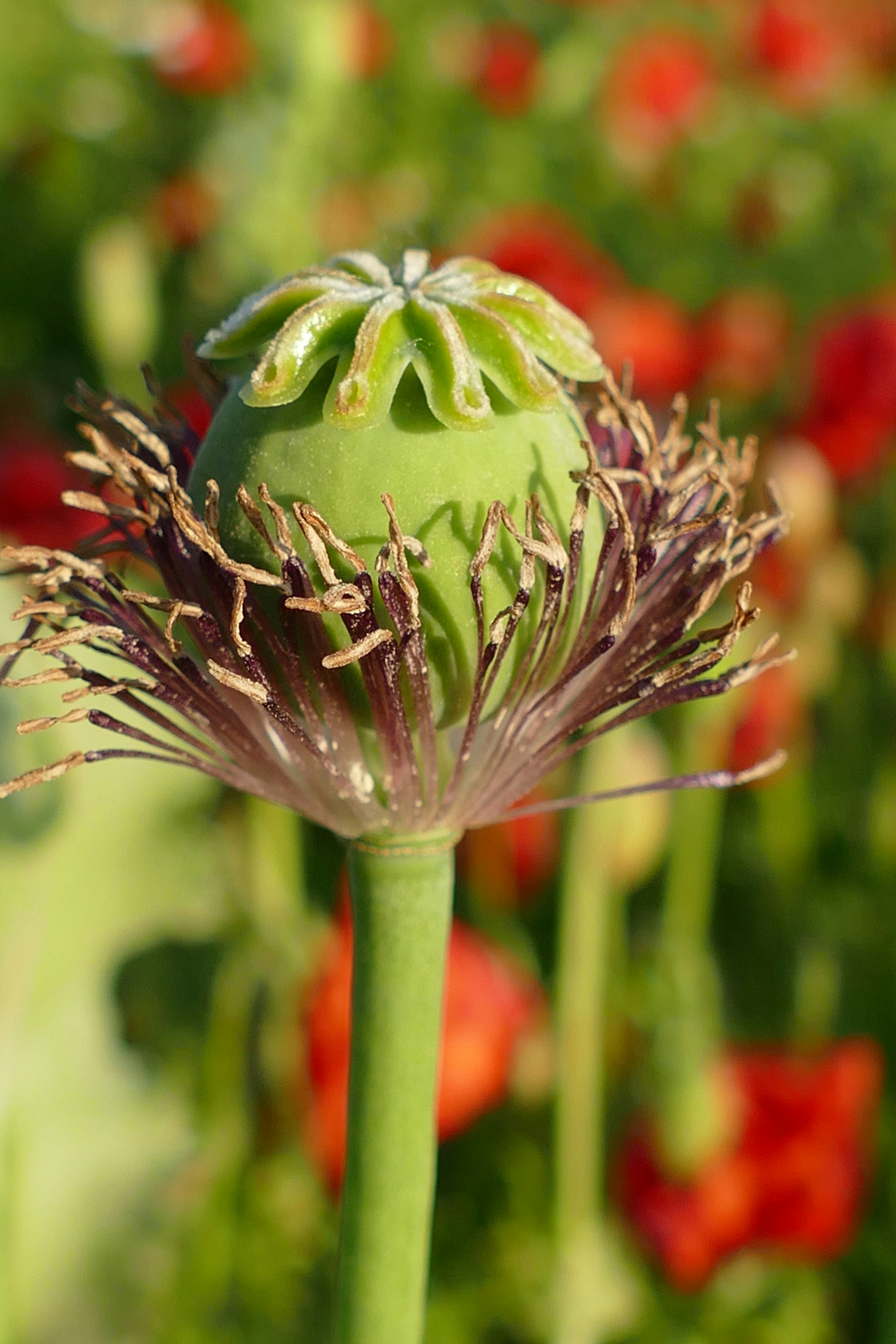 The Intricate Crown of Nature's Design