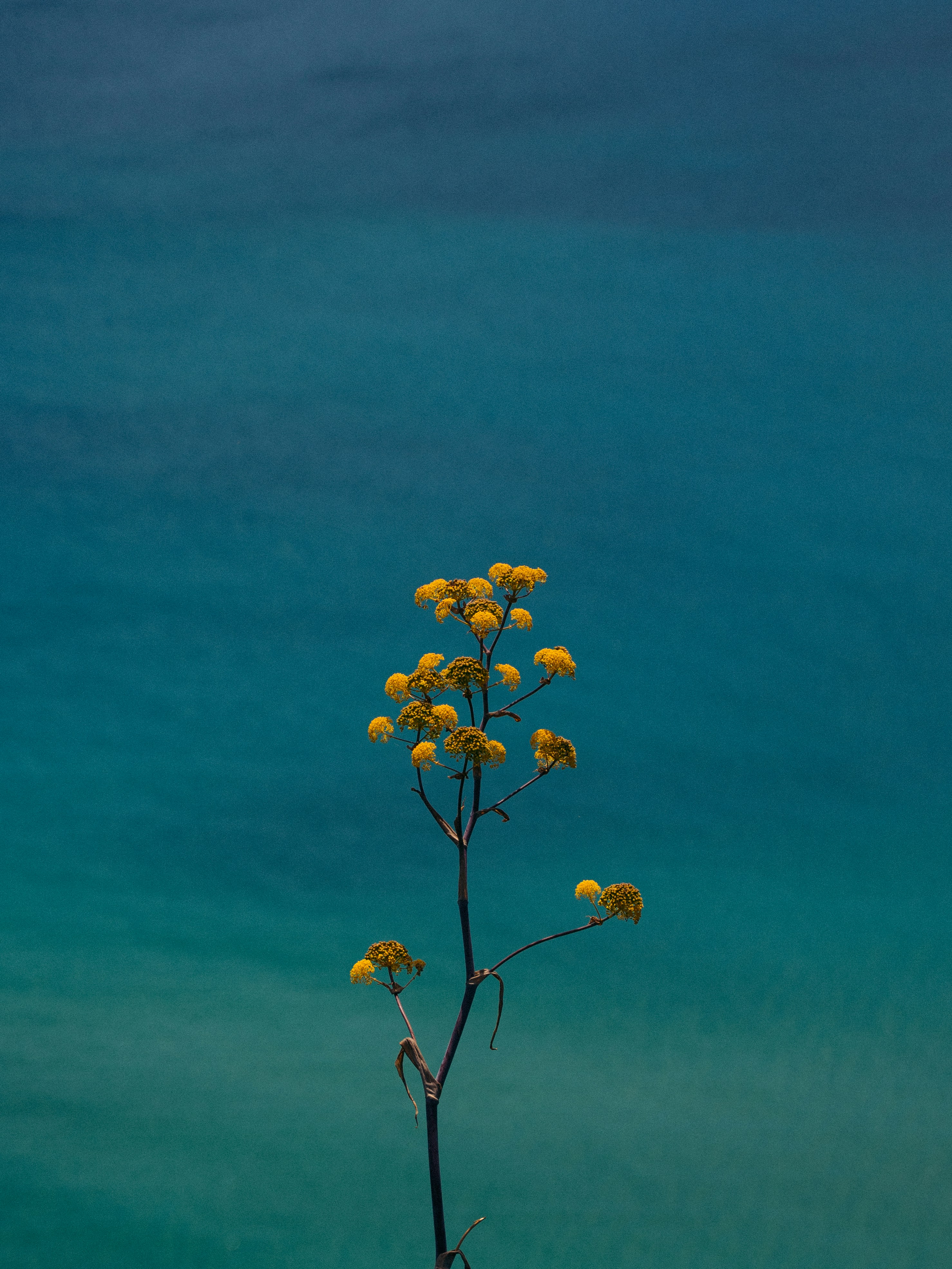 Golden Blooms Against a Tranquil Sea