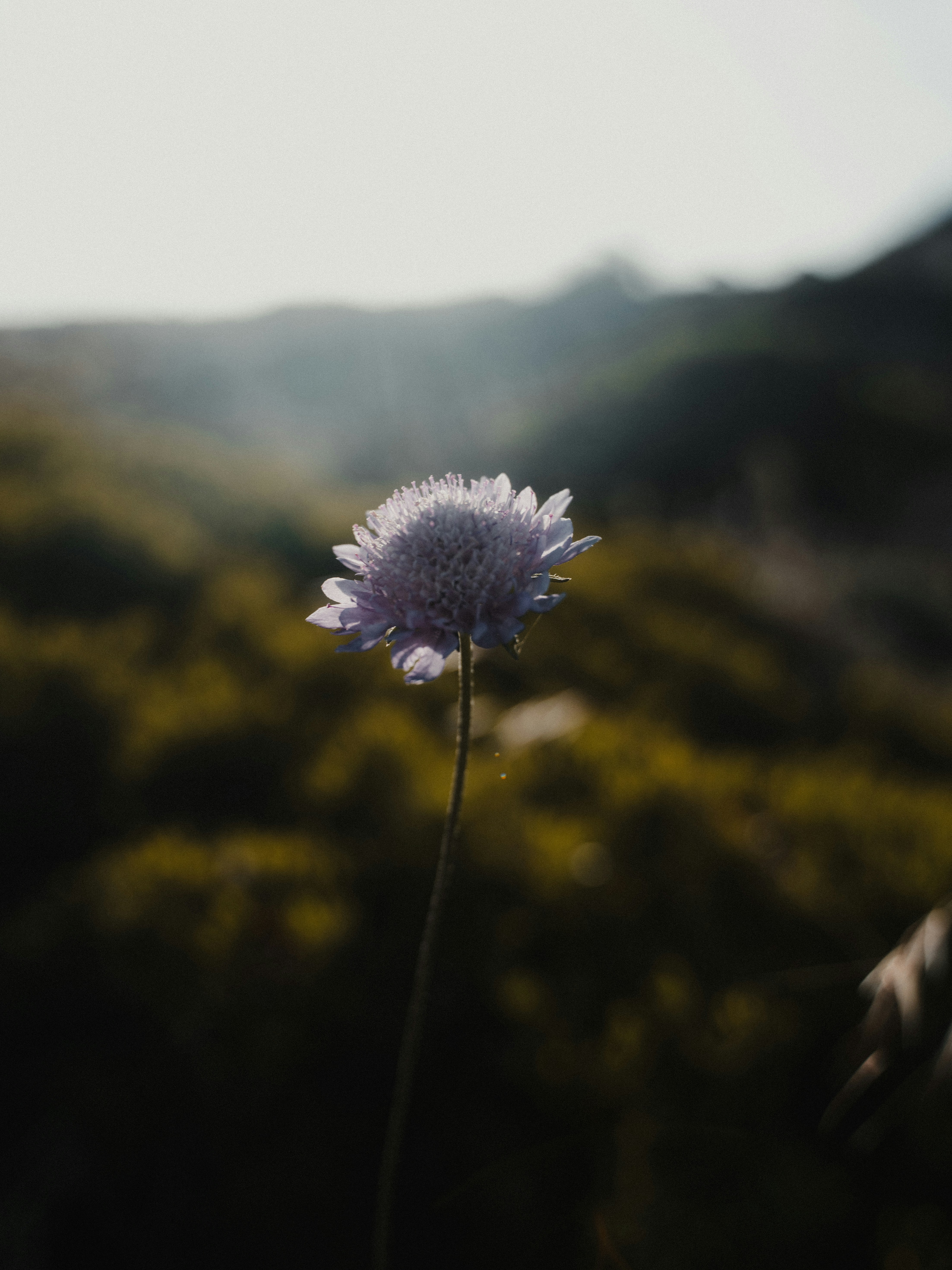 Whispers of the Meadow: A Floral Soliloquy
