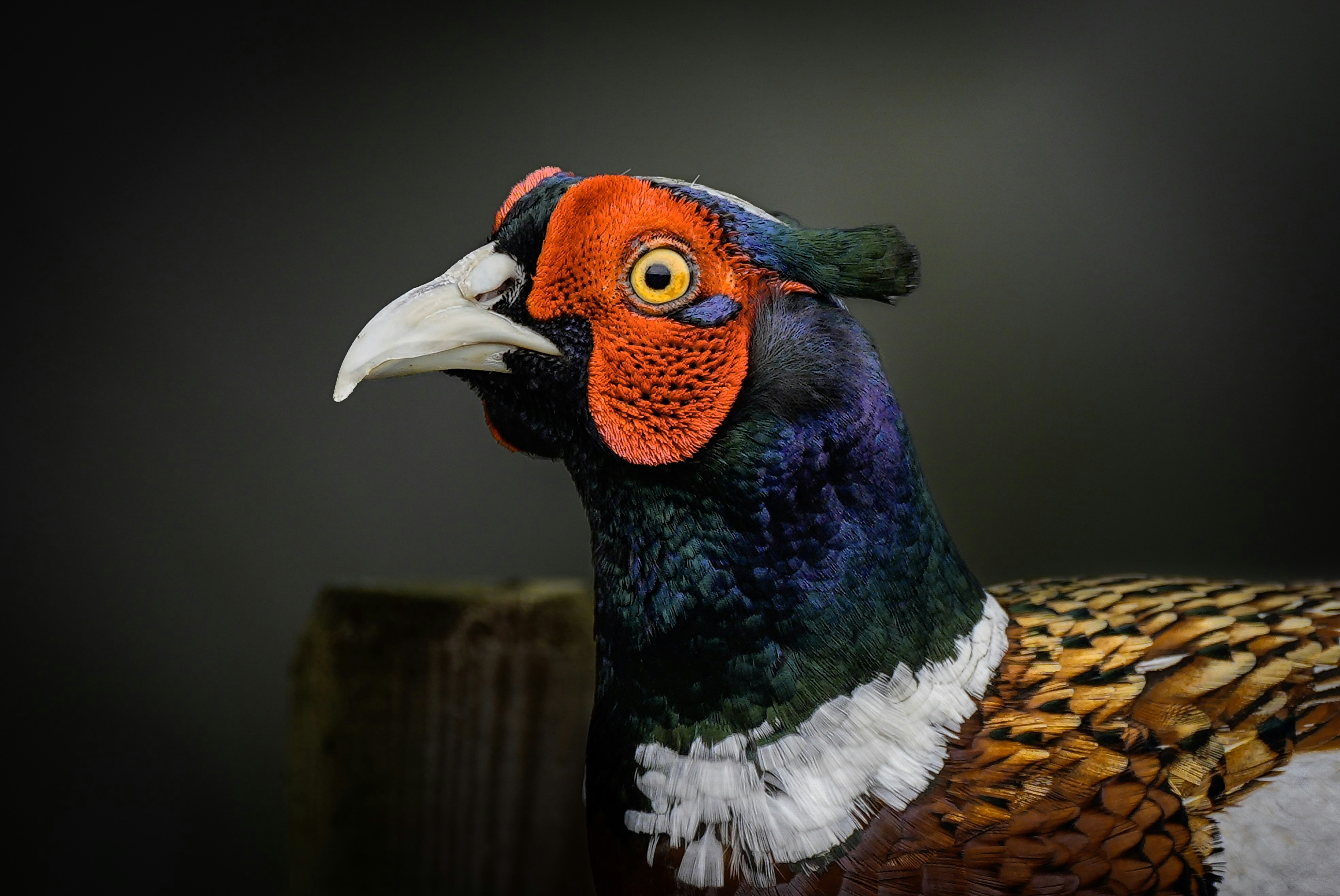 A colorful pheasant displays its bright feathers. photo – Free Colorful ...