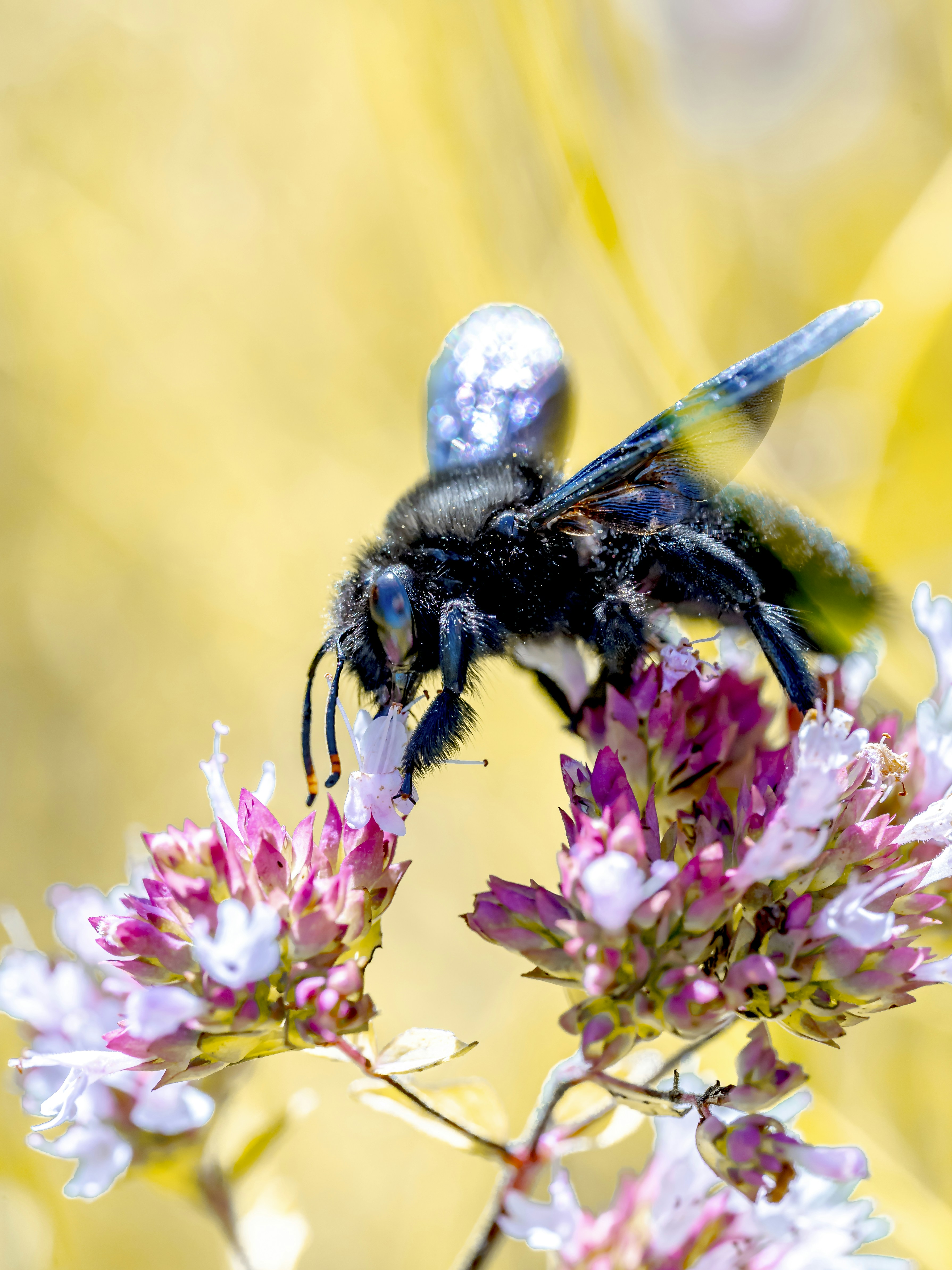 Nature's Artisan: The Pollinator's Dance
