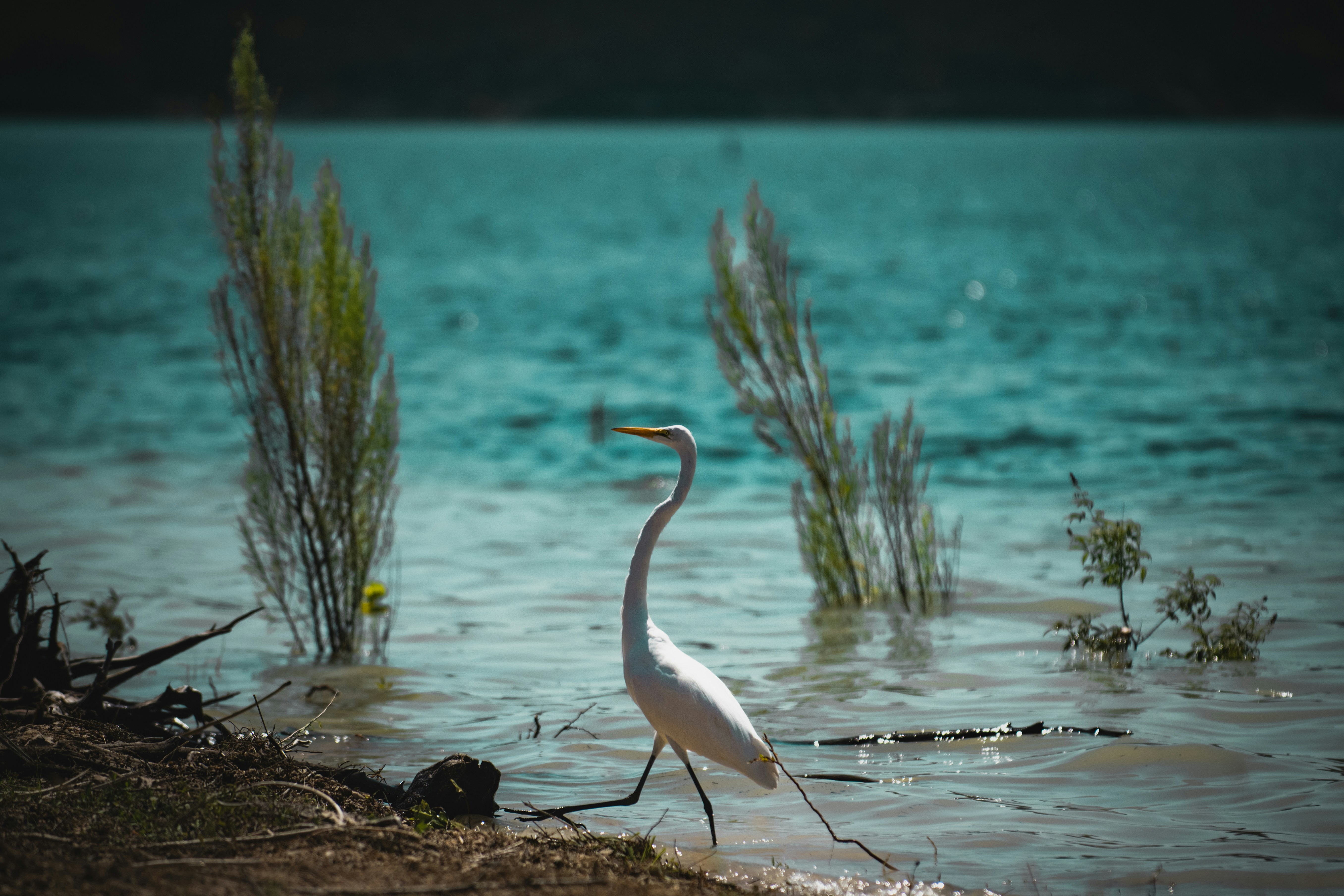 A white egret walks by the water's edge.