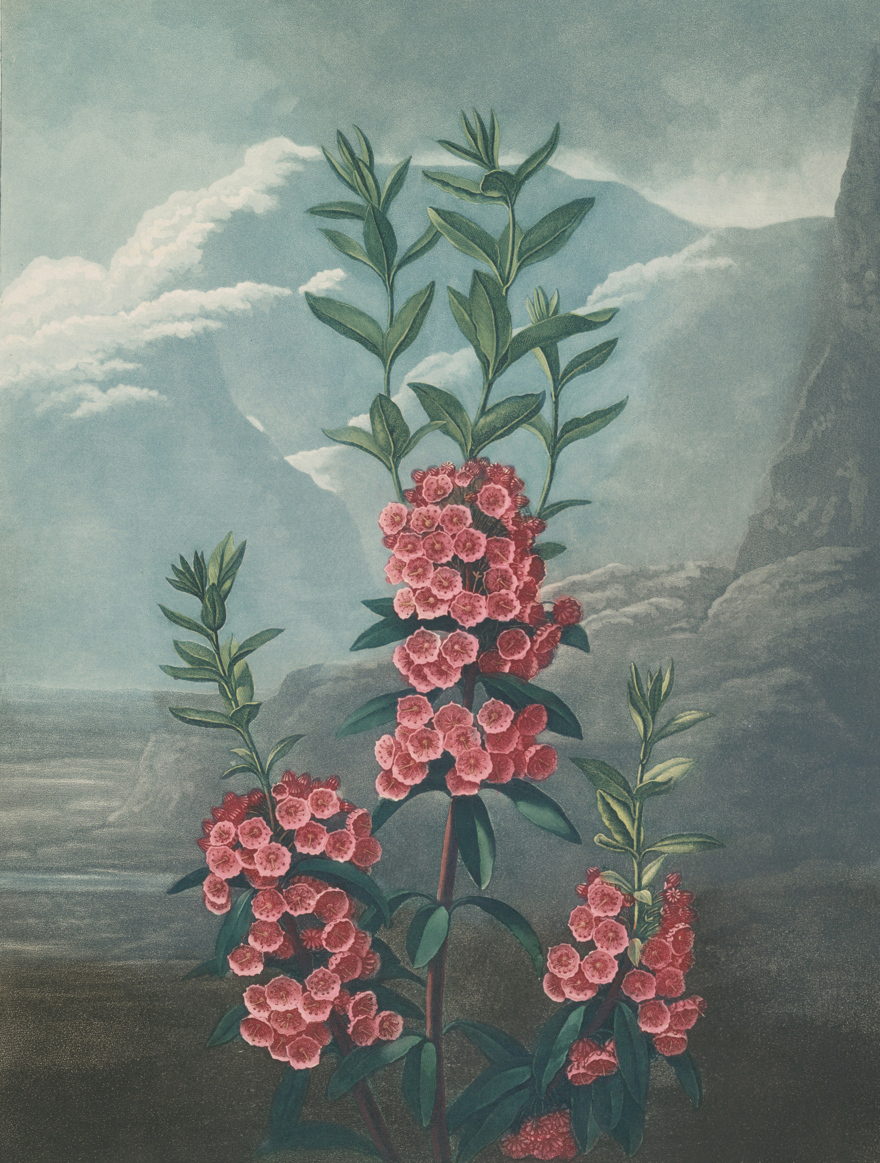 Pink mountain laurel flowers with misty mountains behind. photo – Free ...