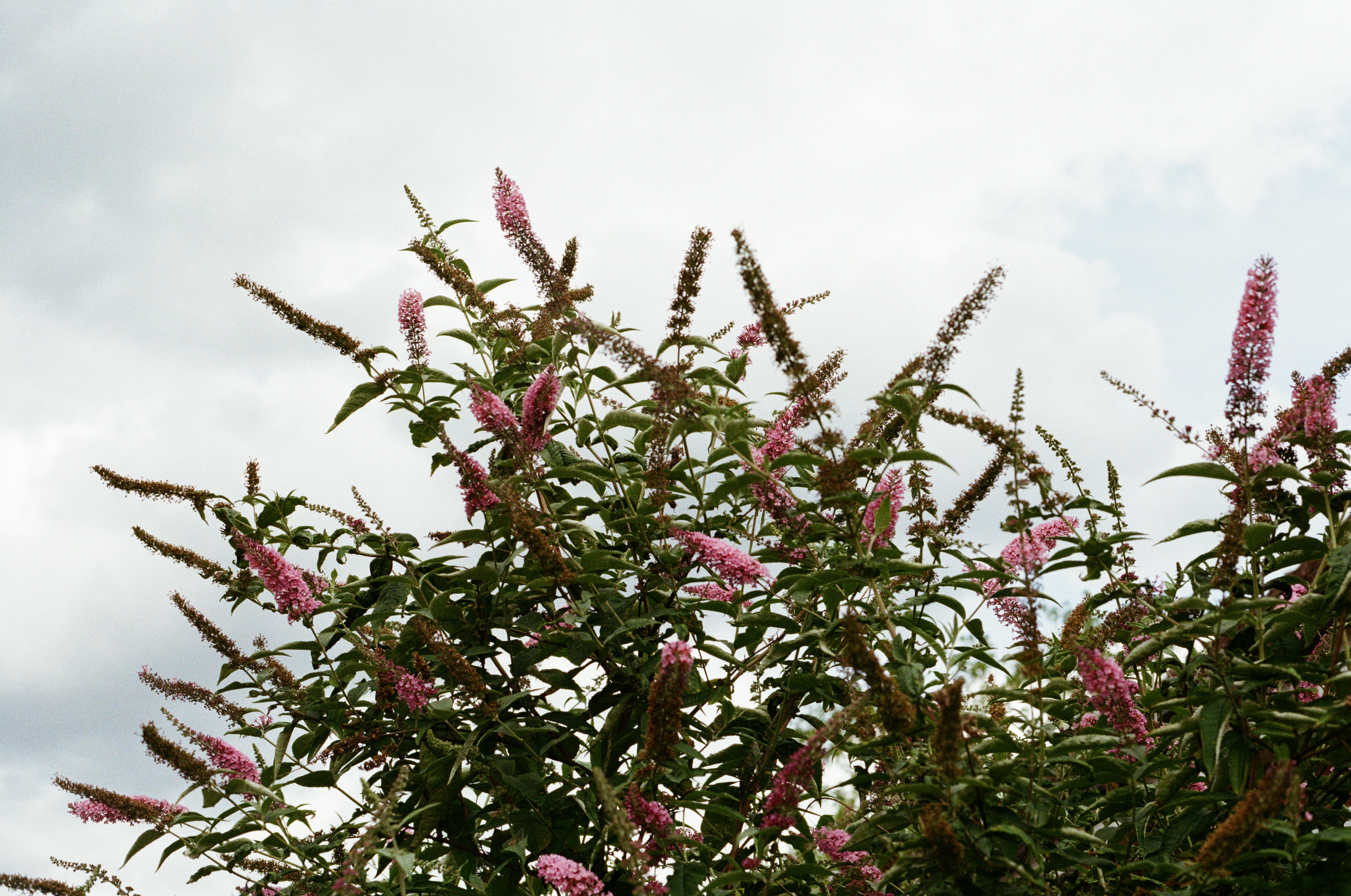 Pink flowers bloom against a cloudy sky.