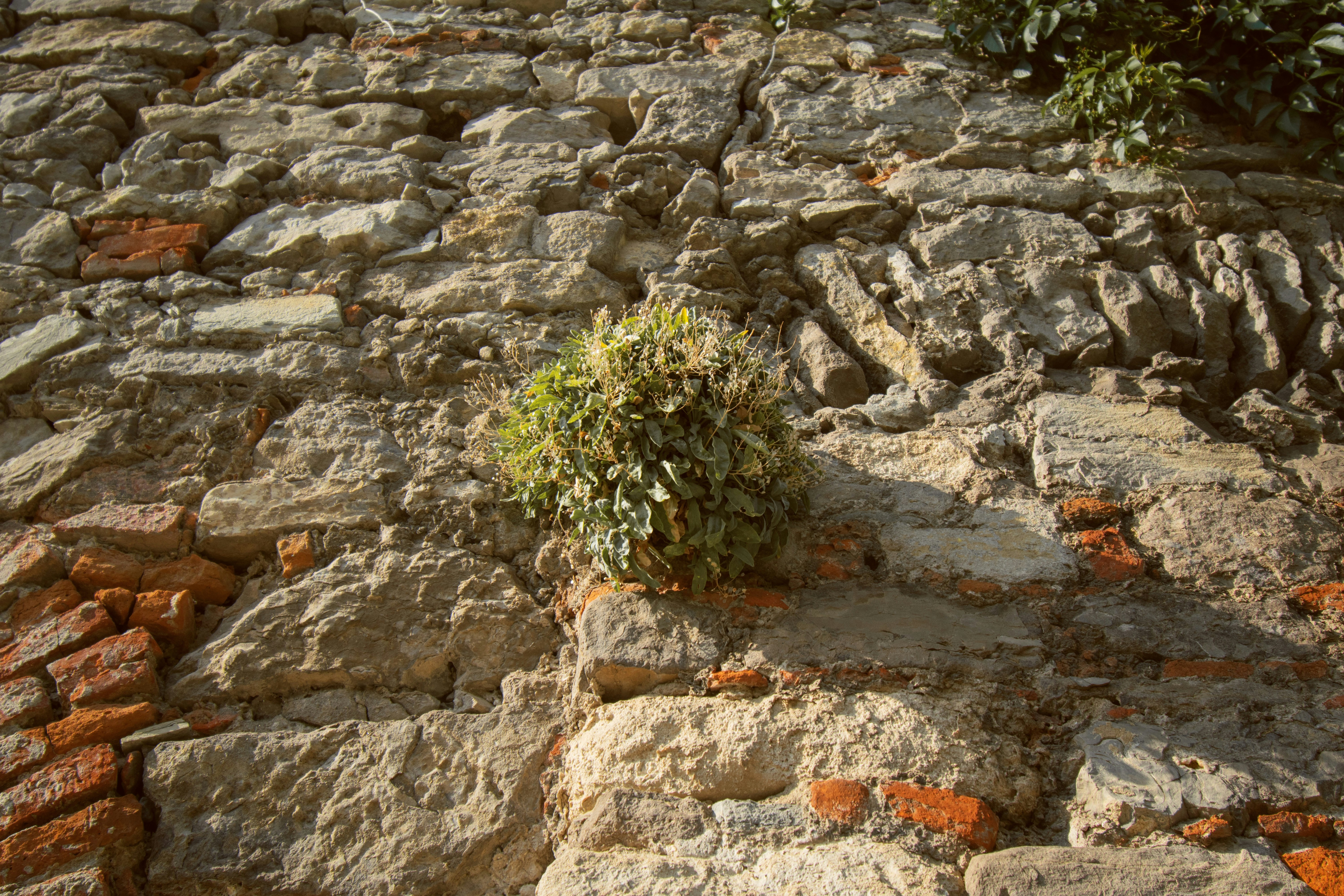 Stone wall with greenery growing on it.