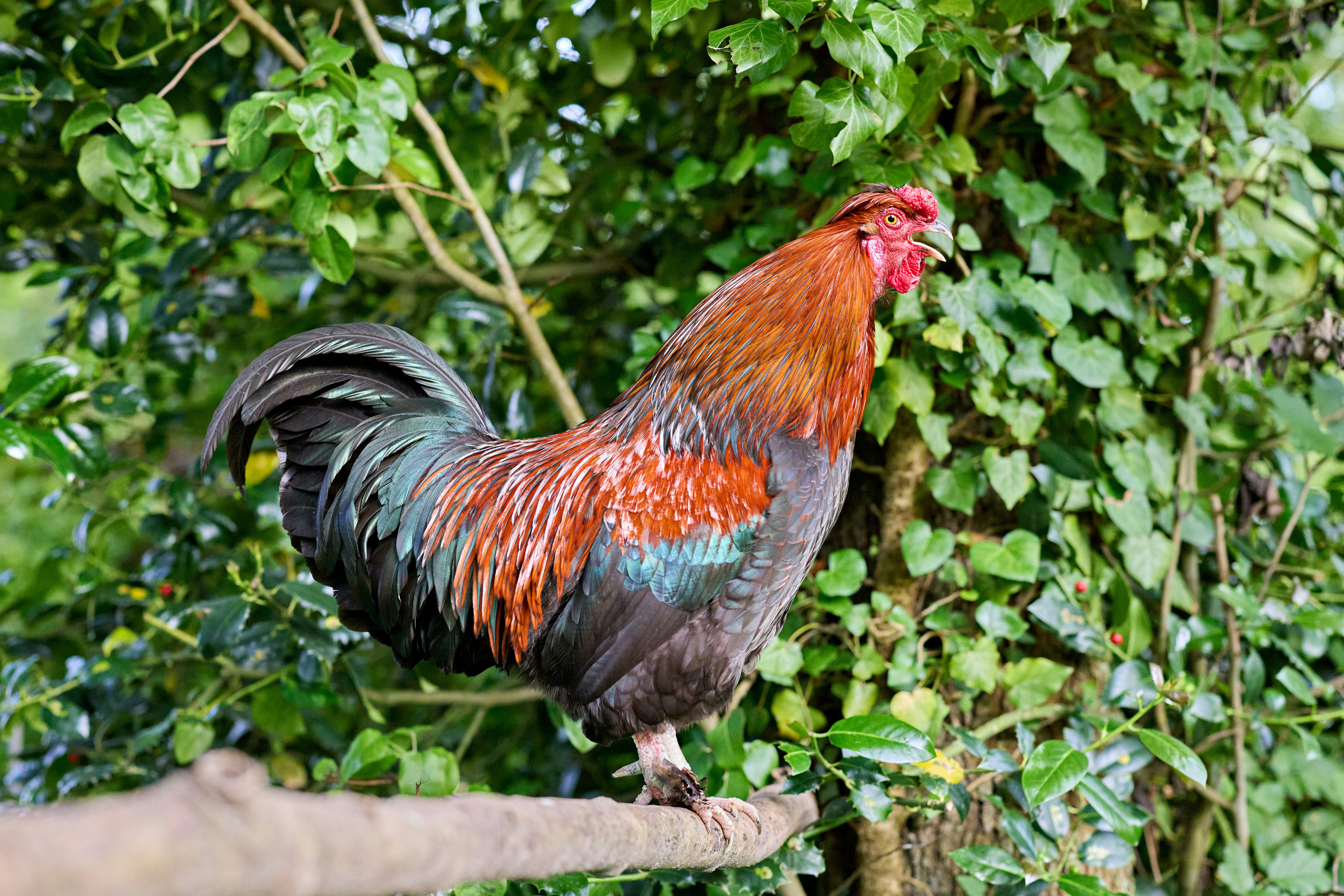 A magnificent rooster with vibrant red, orange, and iridescent feathers crows while perched on a wooden branch. Lush green ivy provides a natural, rustic background. | A colorful rooster perches on a wooden branch.