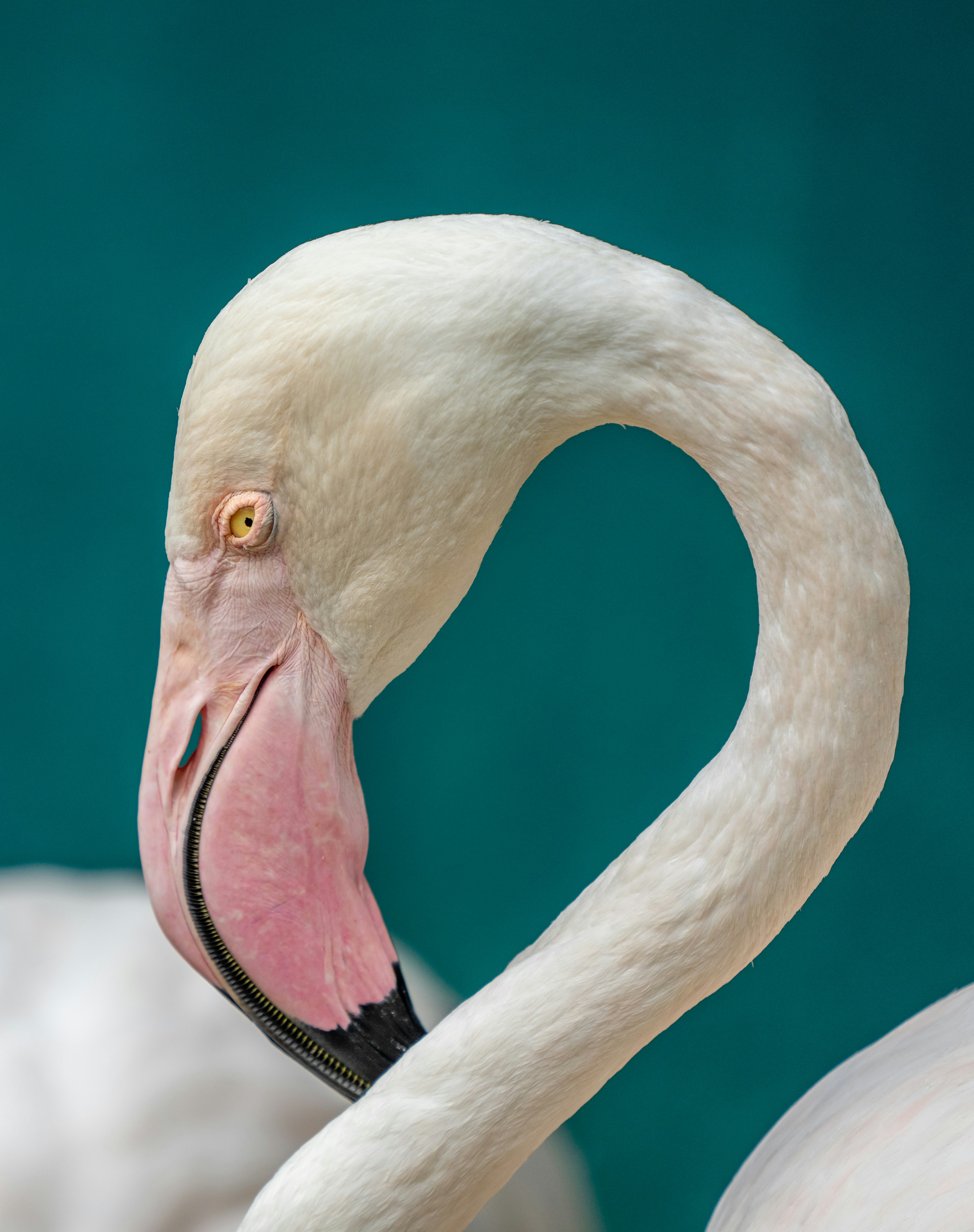 Close-up of a flamingo's head showcasing its elegant curve and vibrant colors against a contrasting backdrop.