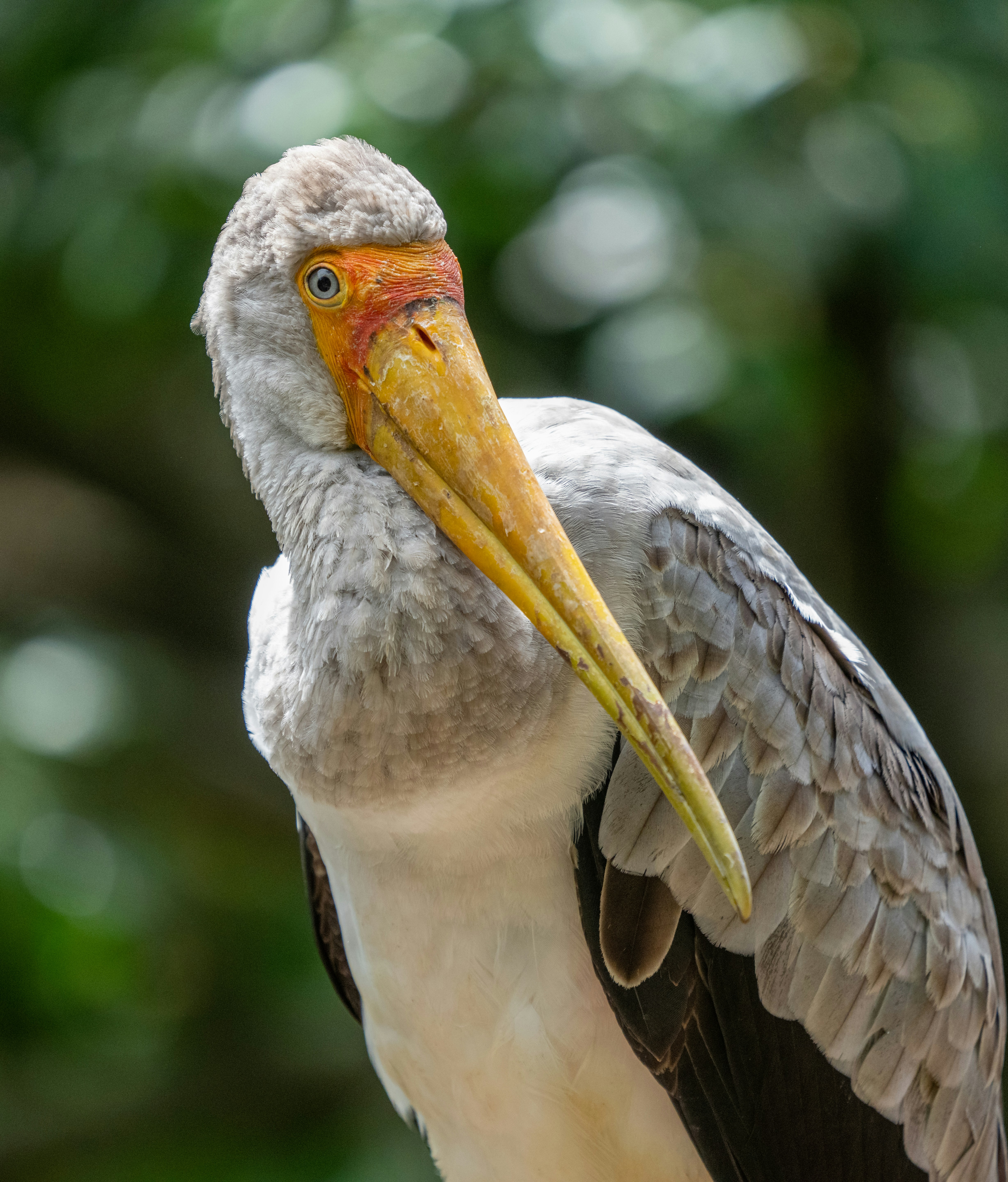 A yellow-billed stork poses for the camera.