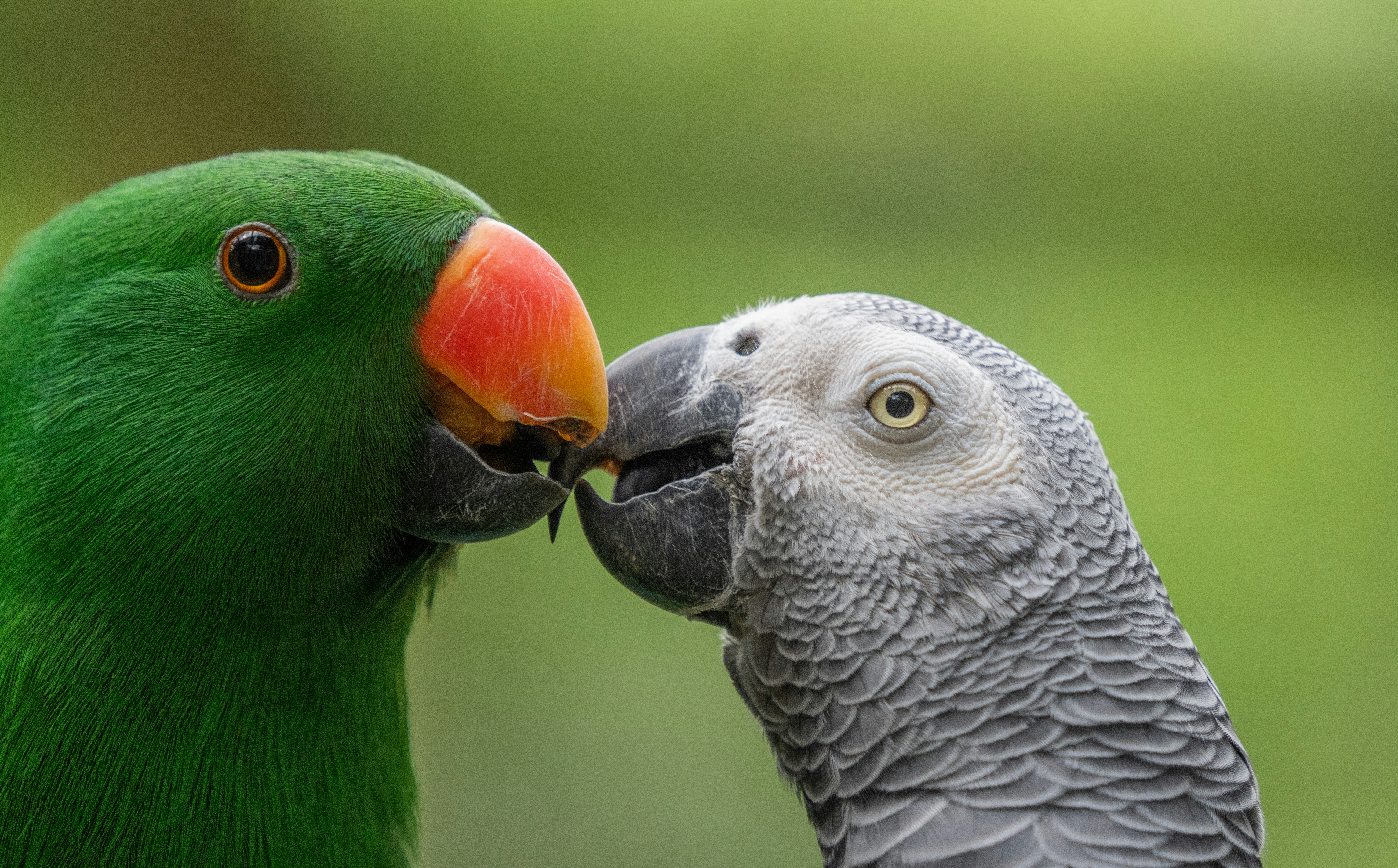 Two parrots are touching beaks.
