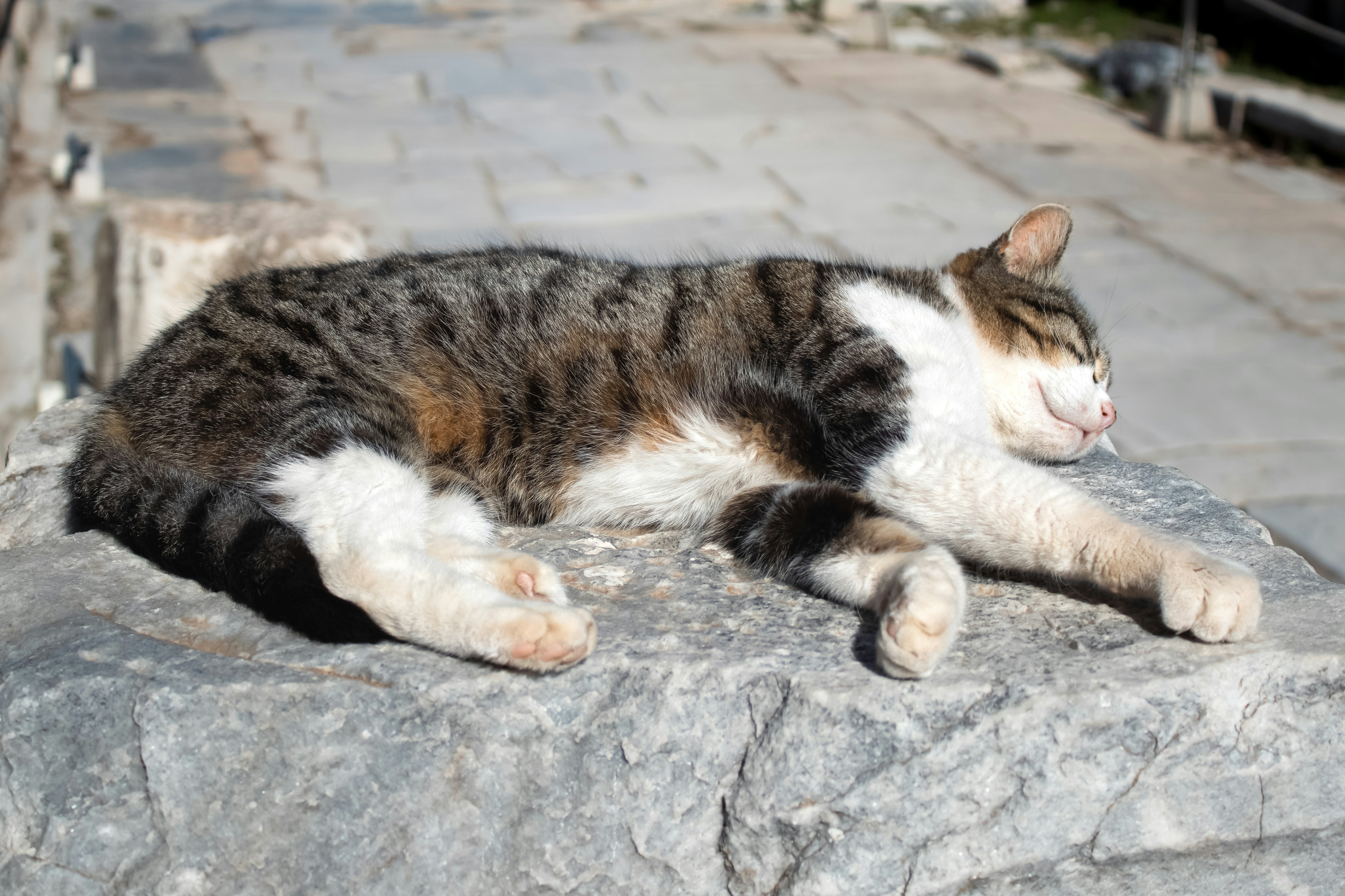 Sun-Kissed Serenity: The Laid-Back Life of a Stray Cat