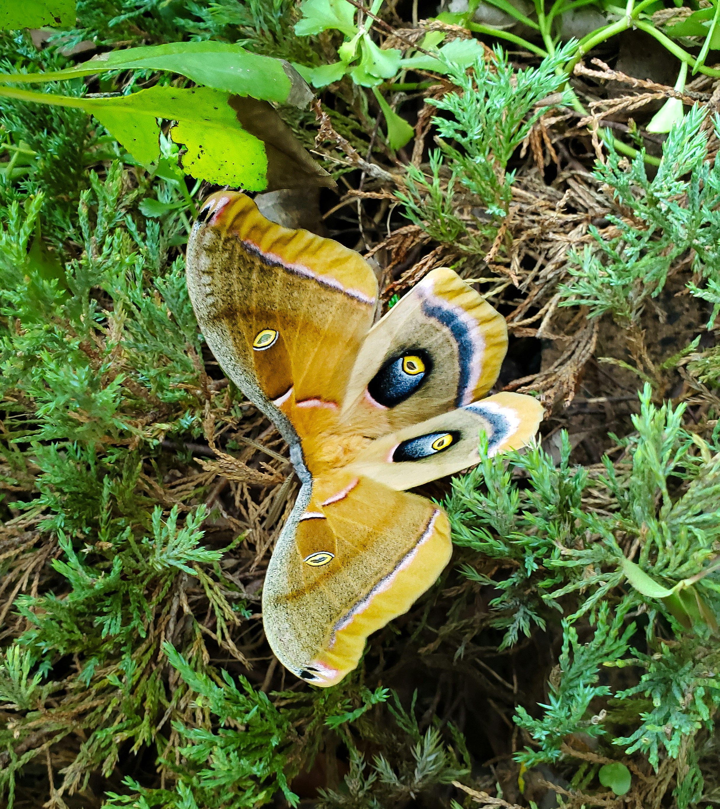 The Enigmatic Eyes of Nature