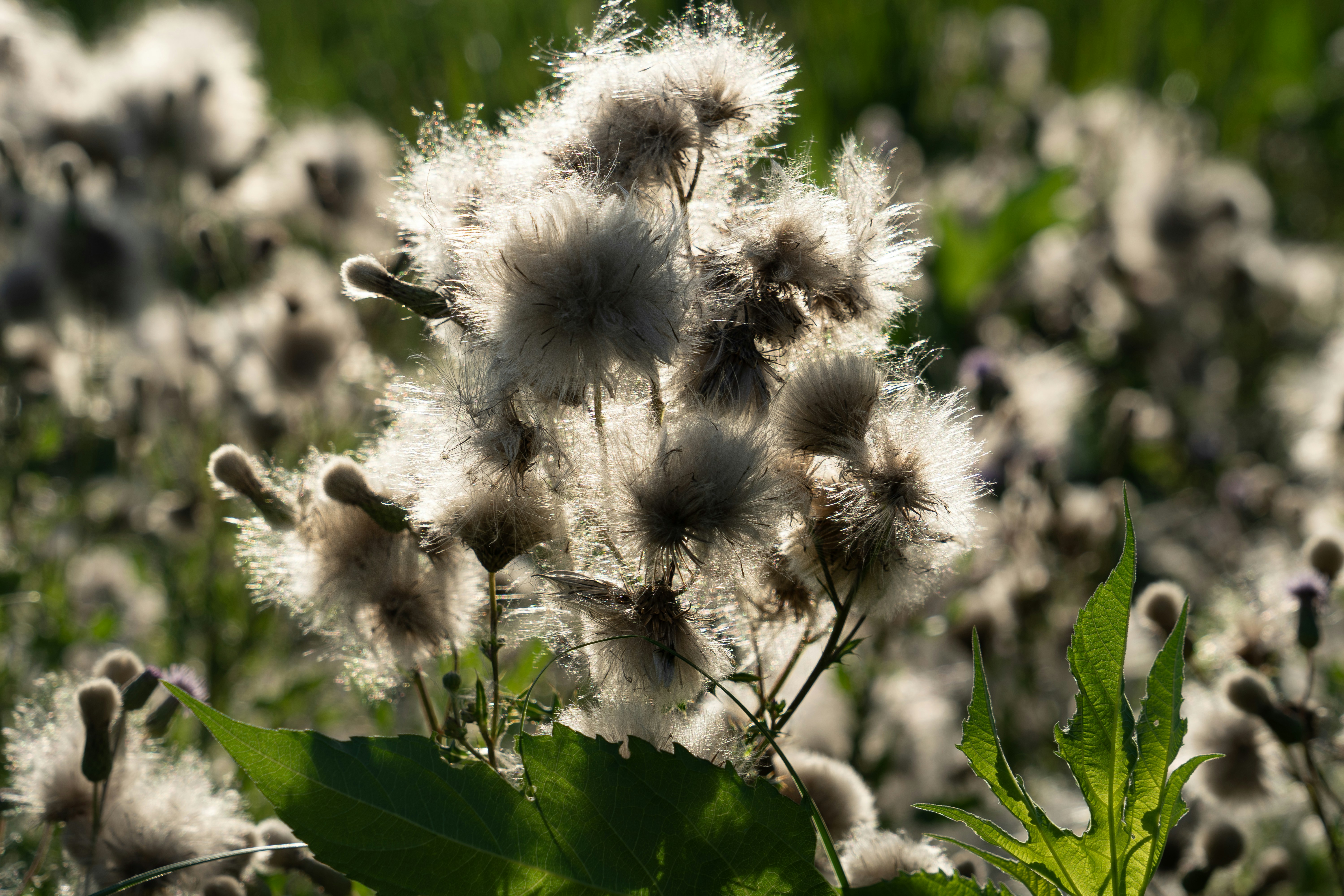 Thistles gone to seed | Fluffy wildflowers are illuminated by the sunlight.