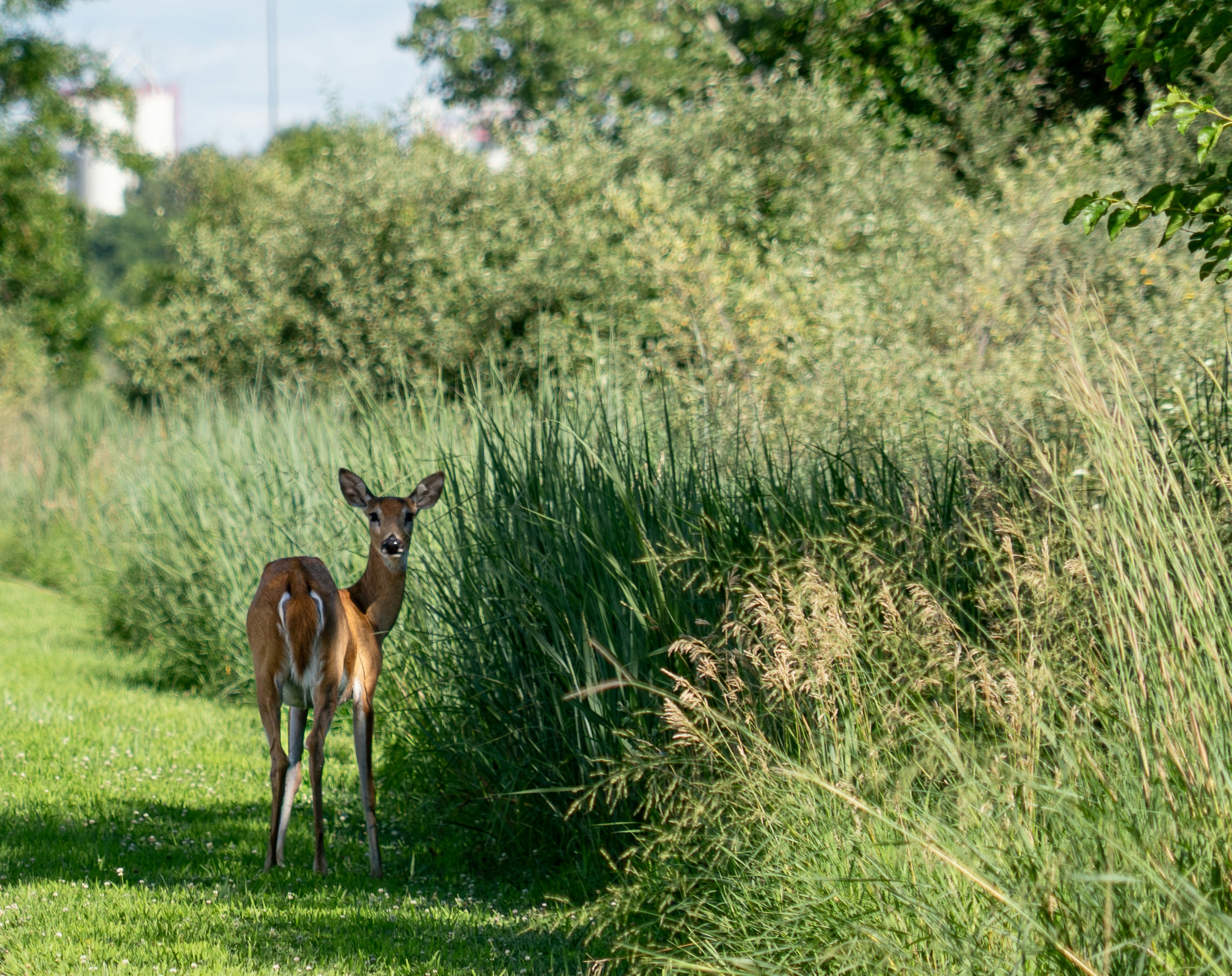 A Quiet Encounter: Fawn Pausing by the Meadow Path