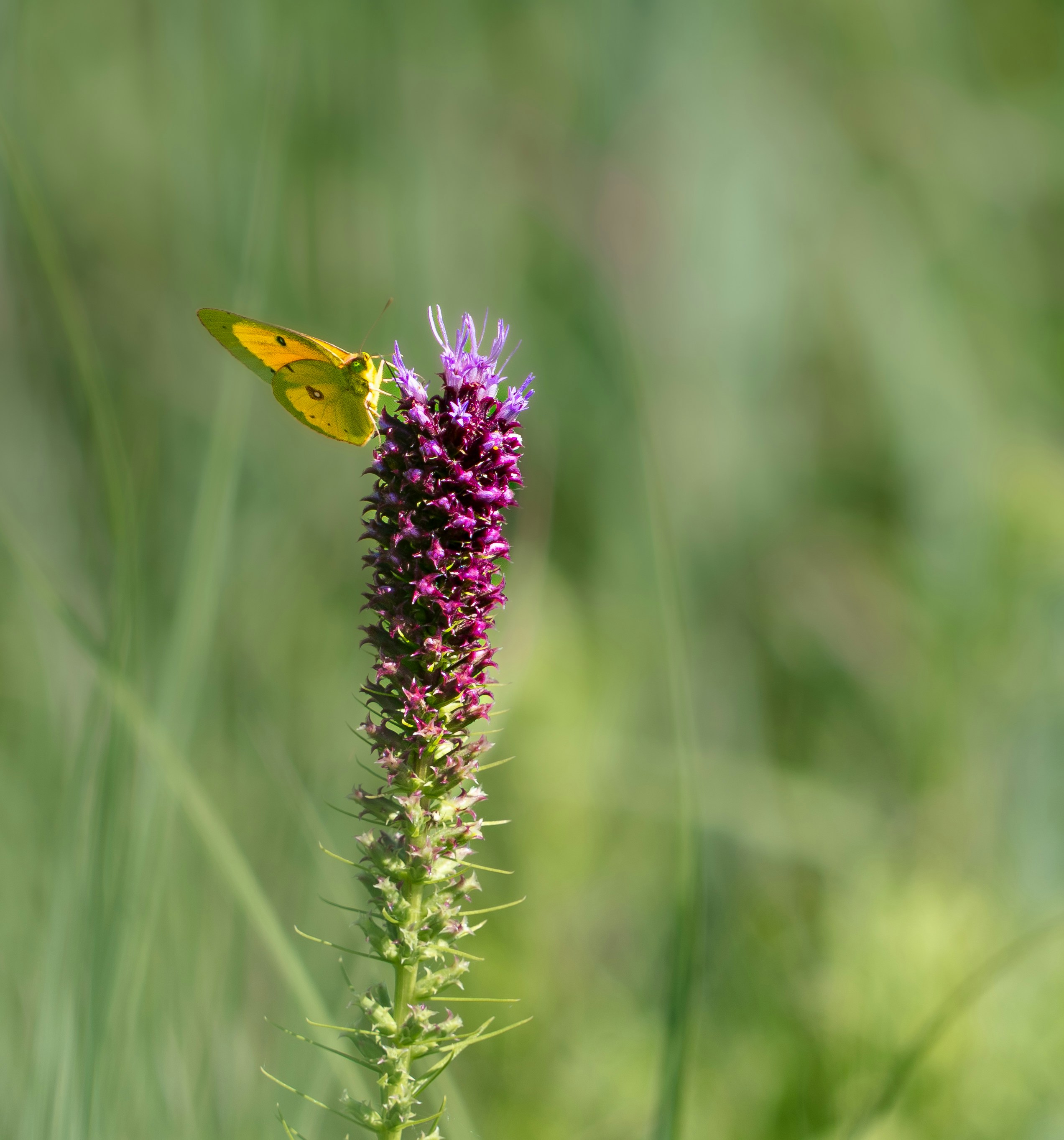 Sulphur-Wing Butterfly on a Blazing Star flower stalk. | A yellow butterfly sits on a purple flower.