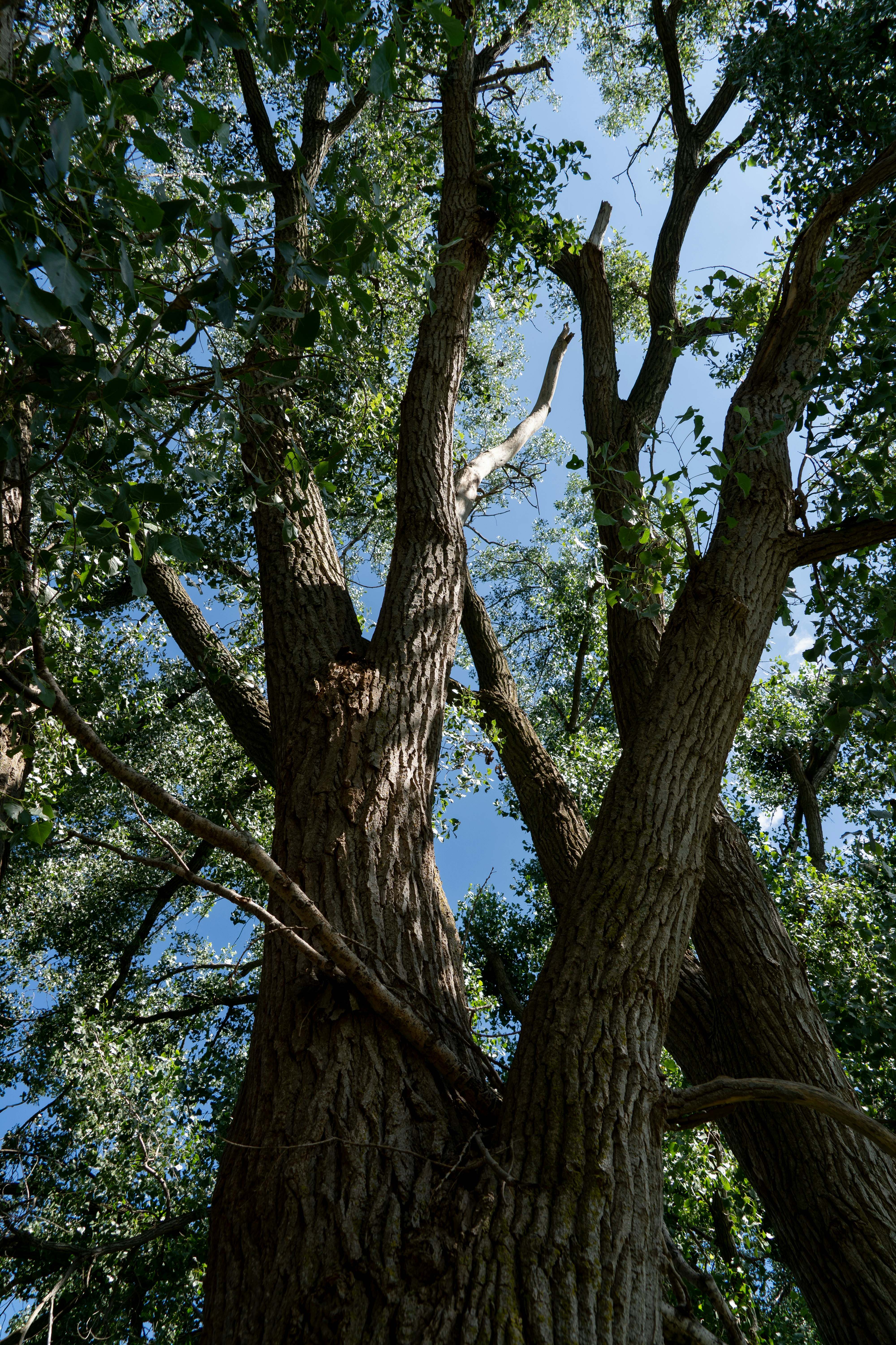 Looking up into a towering cottonwood tree on a sunny day. | Looking up at the tall branches of a tree.