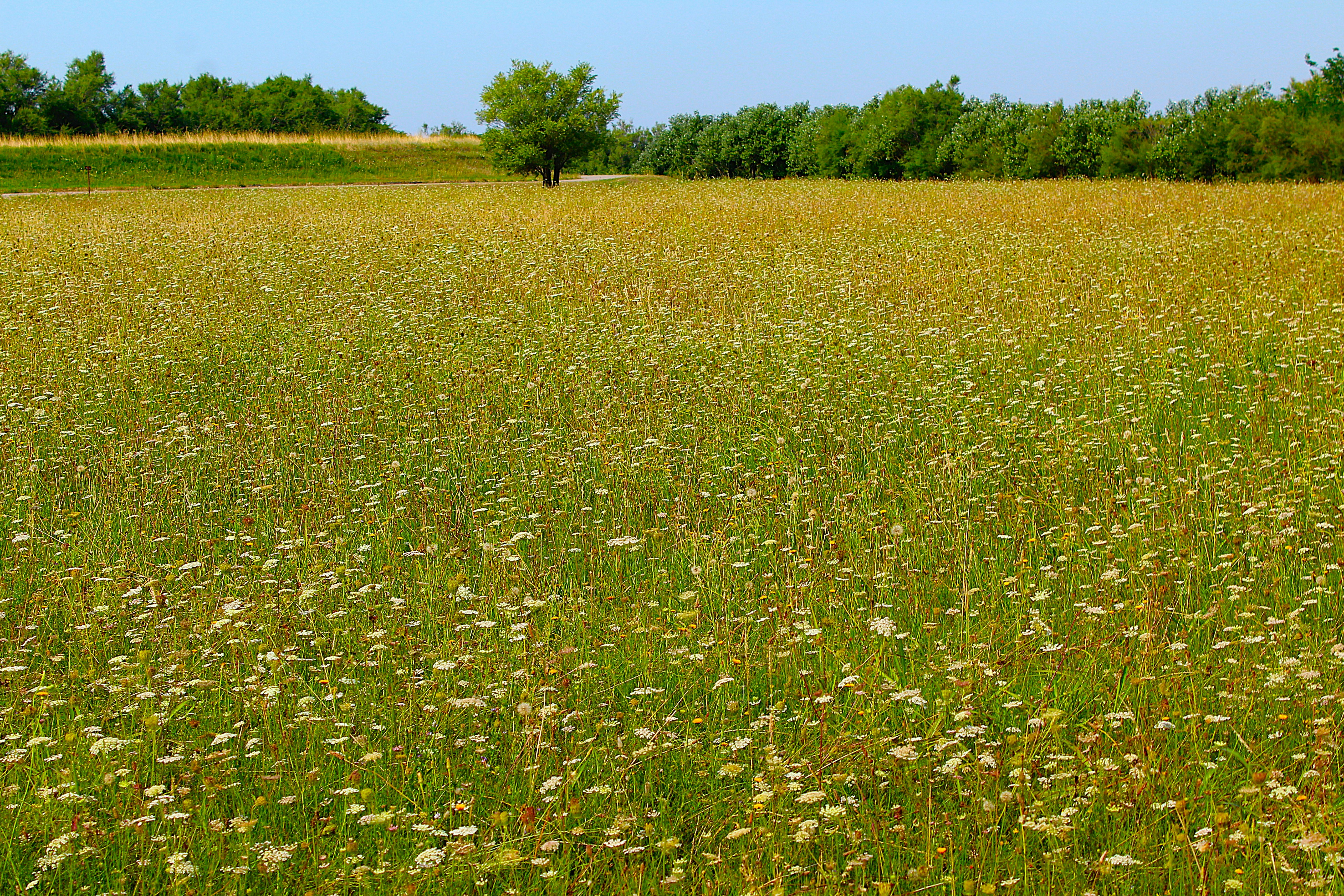 Field of white flowers and green grass.