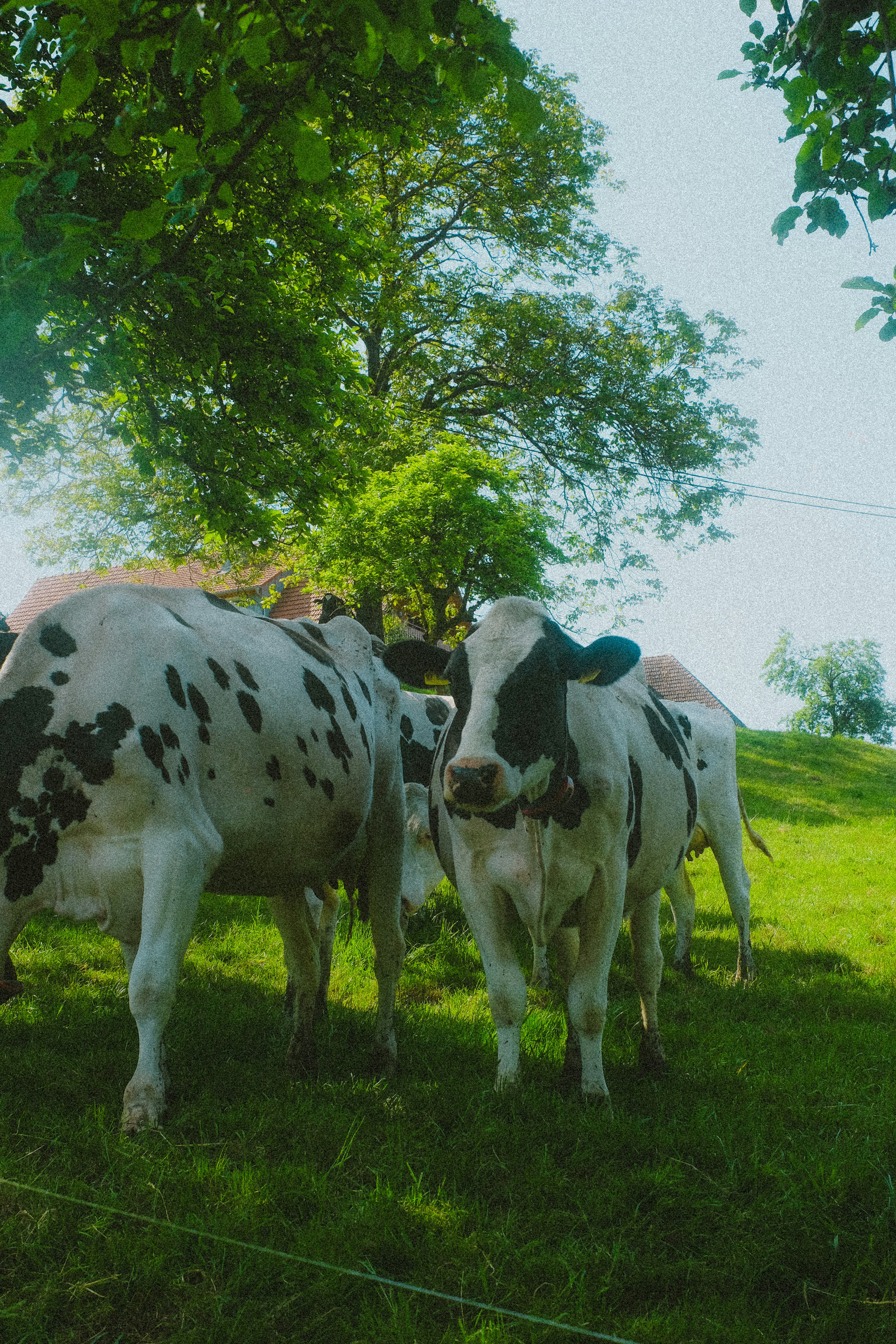 Grazing Harmony: A Day in the Life of Dairy Cows