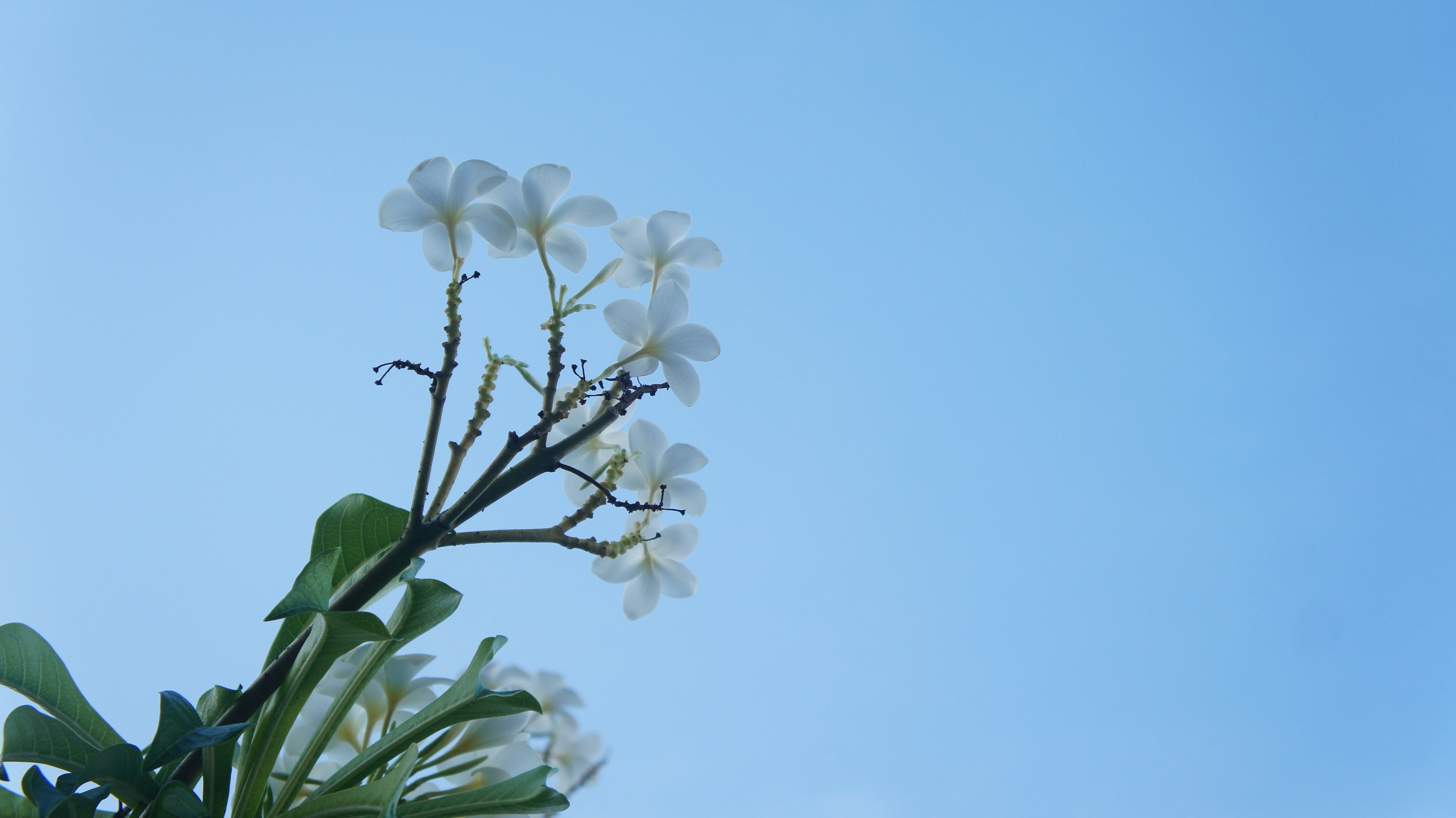 White flowers bloom against a vibrant blue sky.