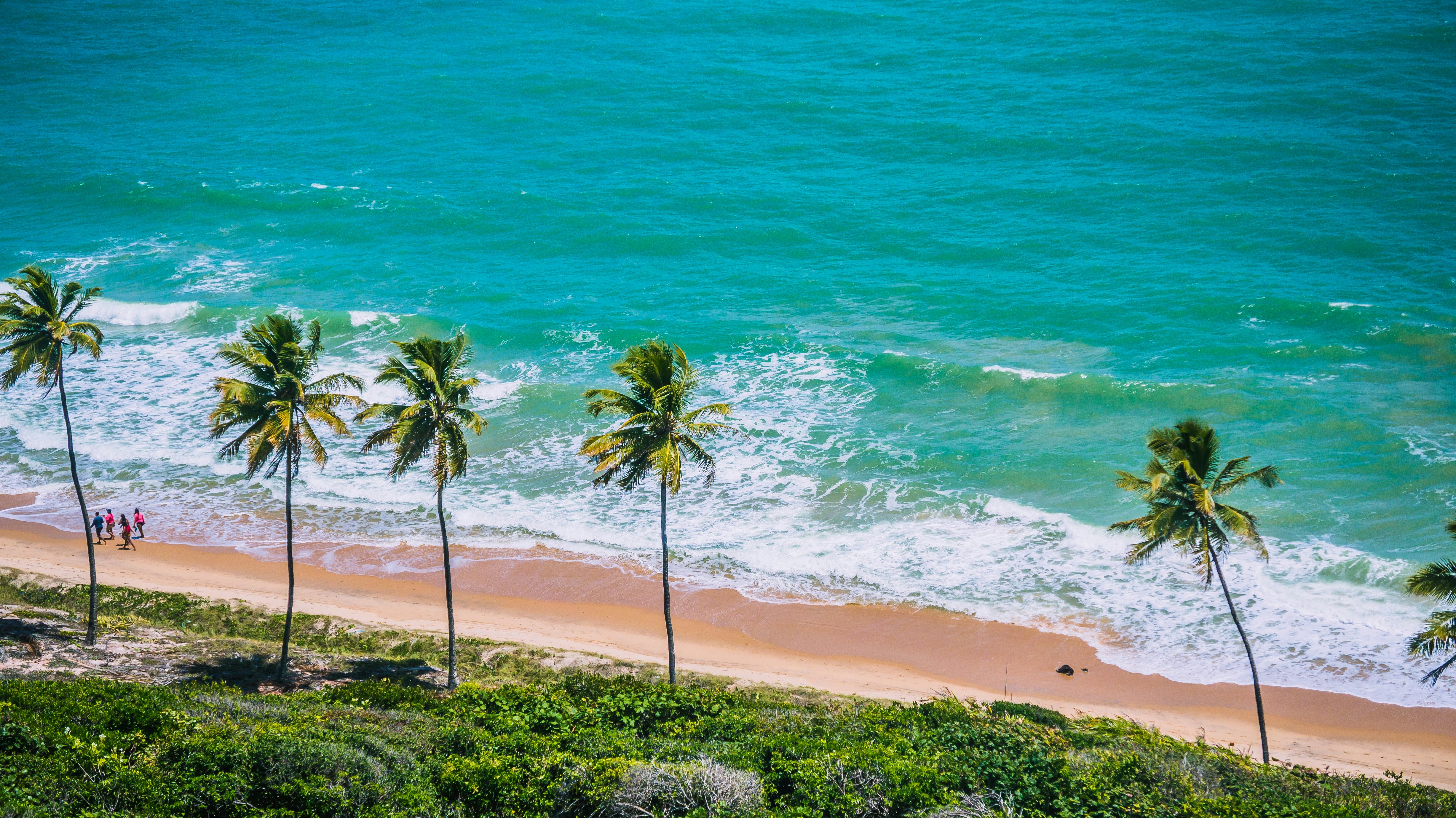 SONY DSC | Palm trees line a beautiful beach with turquoise water.