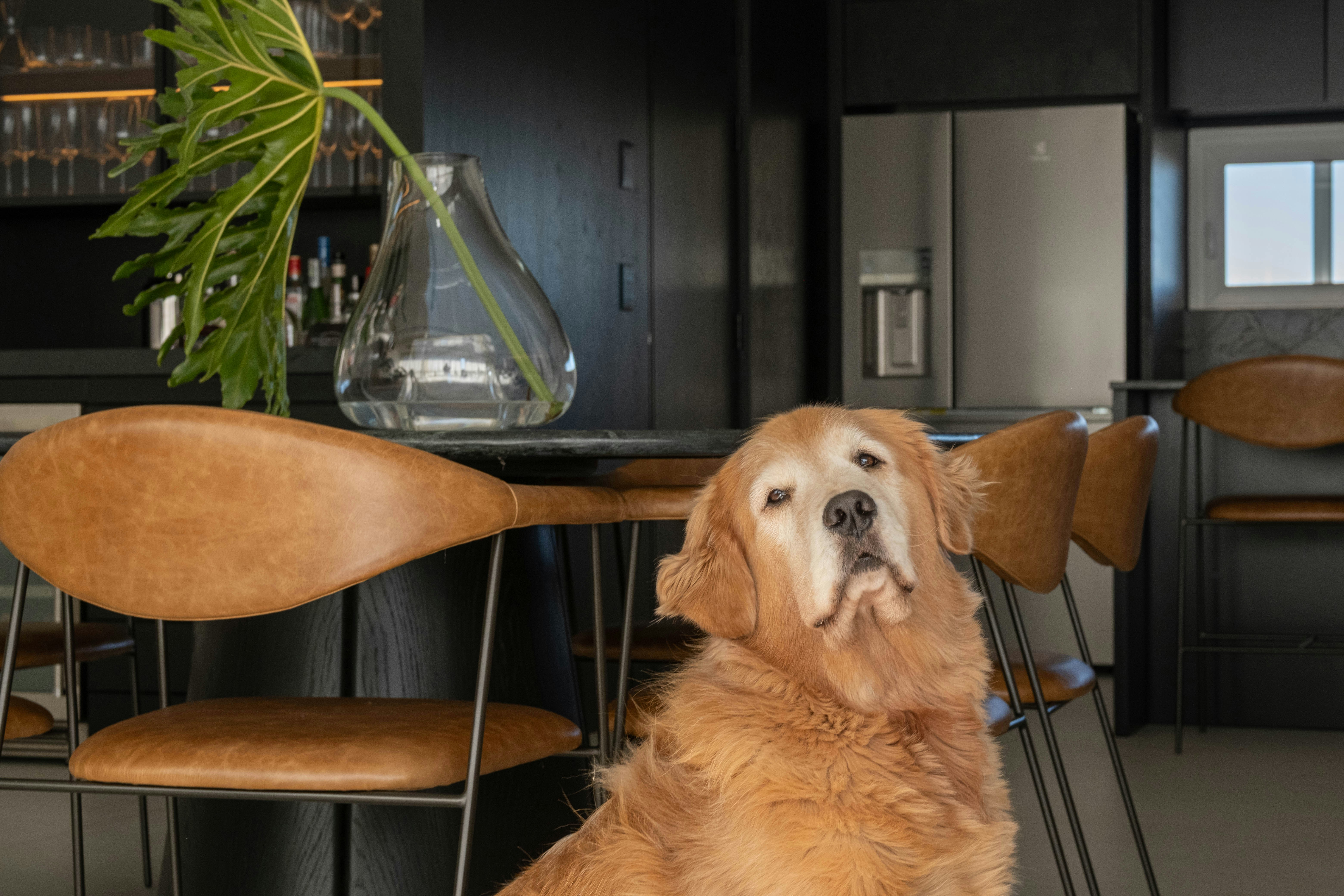 A Golden Companion in Modern Serenity
