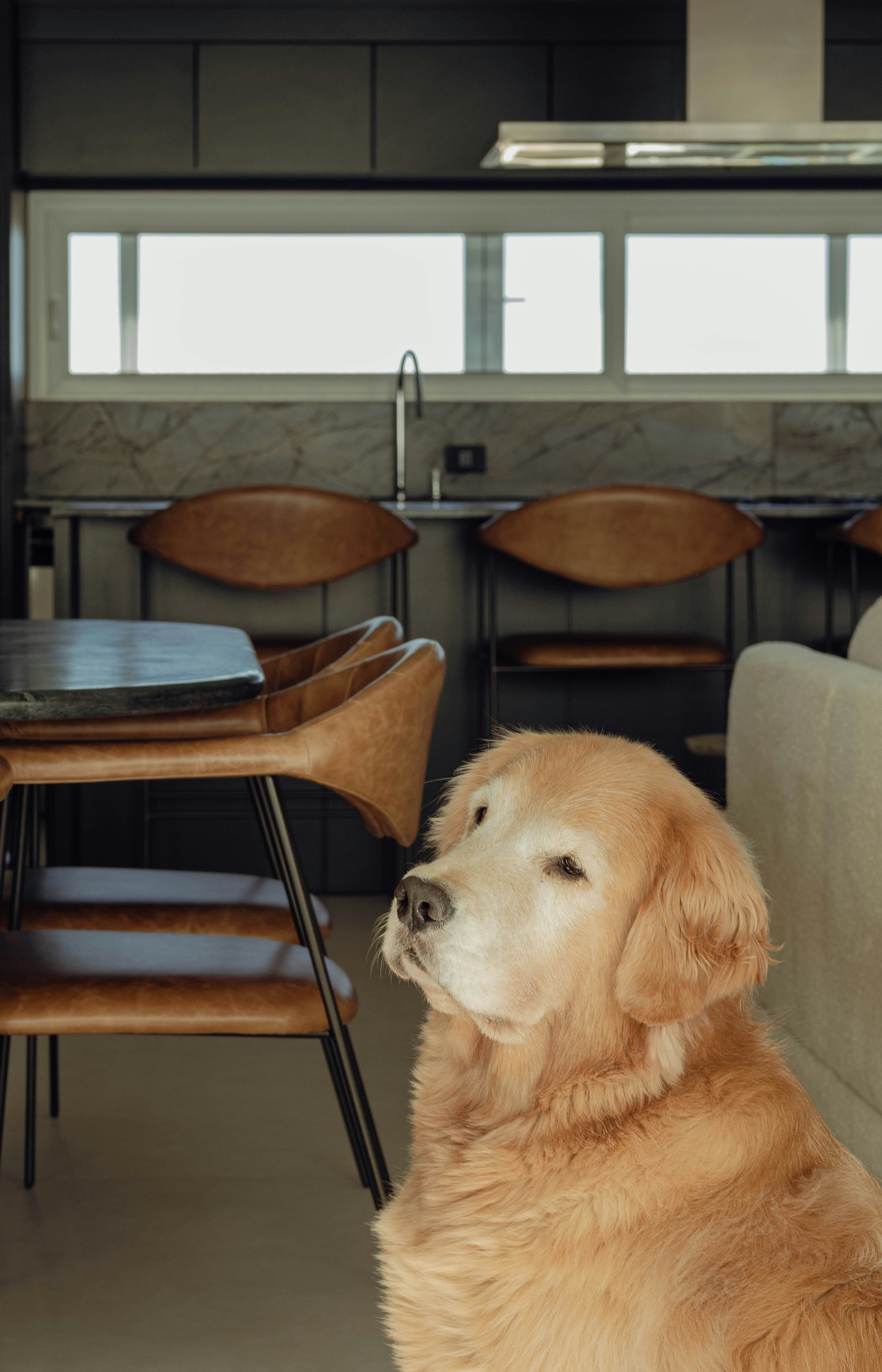 Serene Companion in Modern Abode