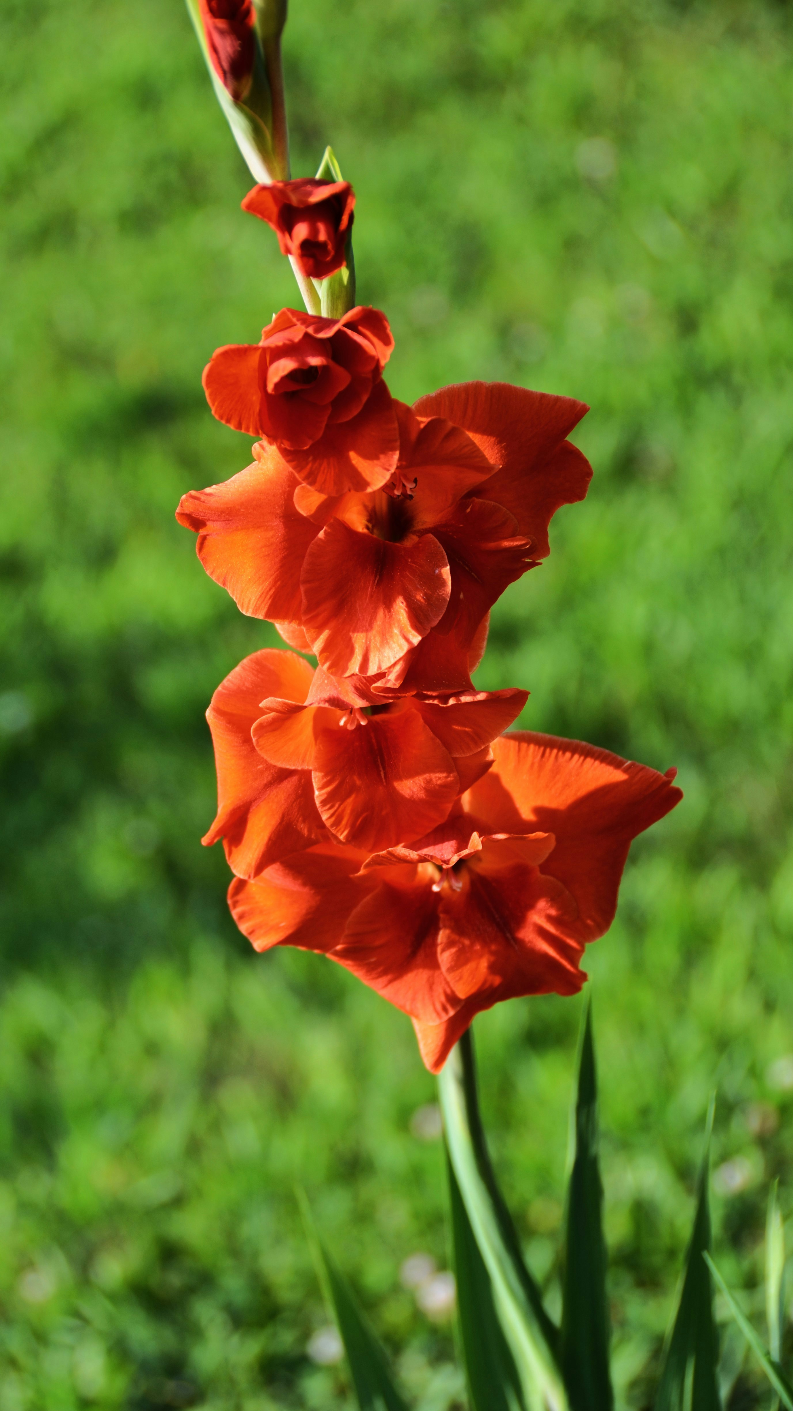 Vibrant Gladiolus in Full Bloom