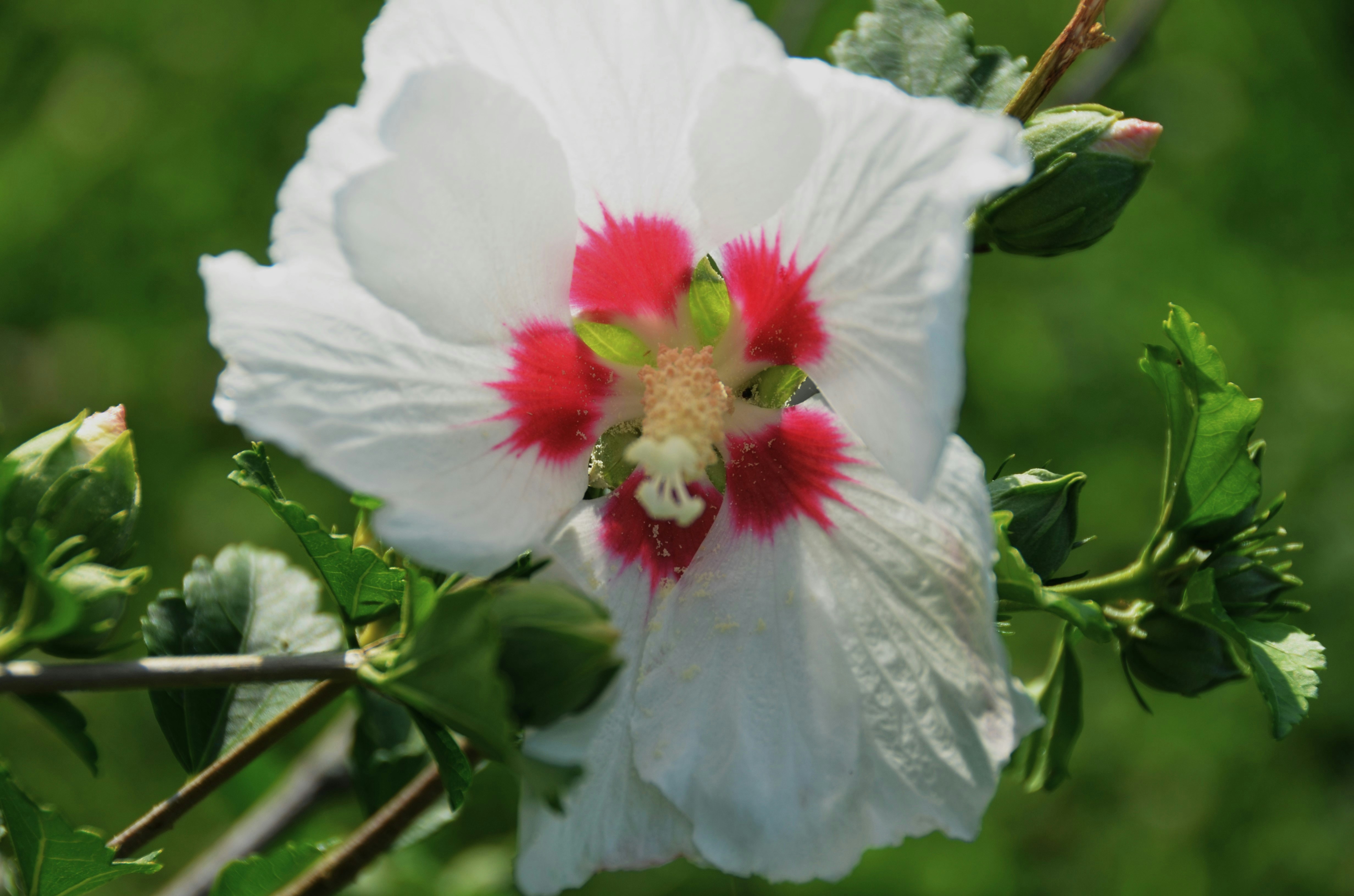 Nature's Palette: A Floral Symphony