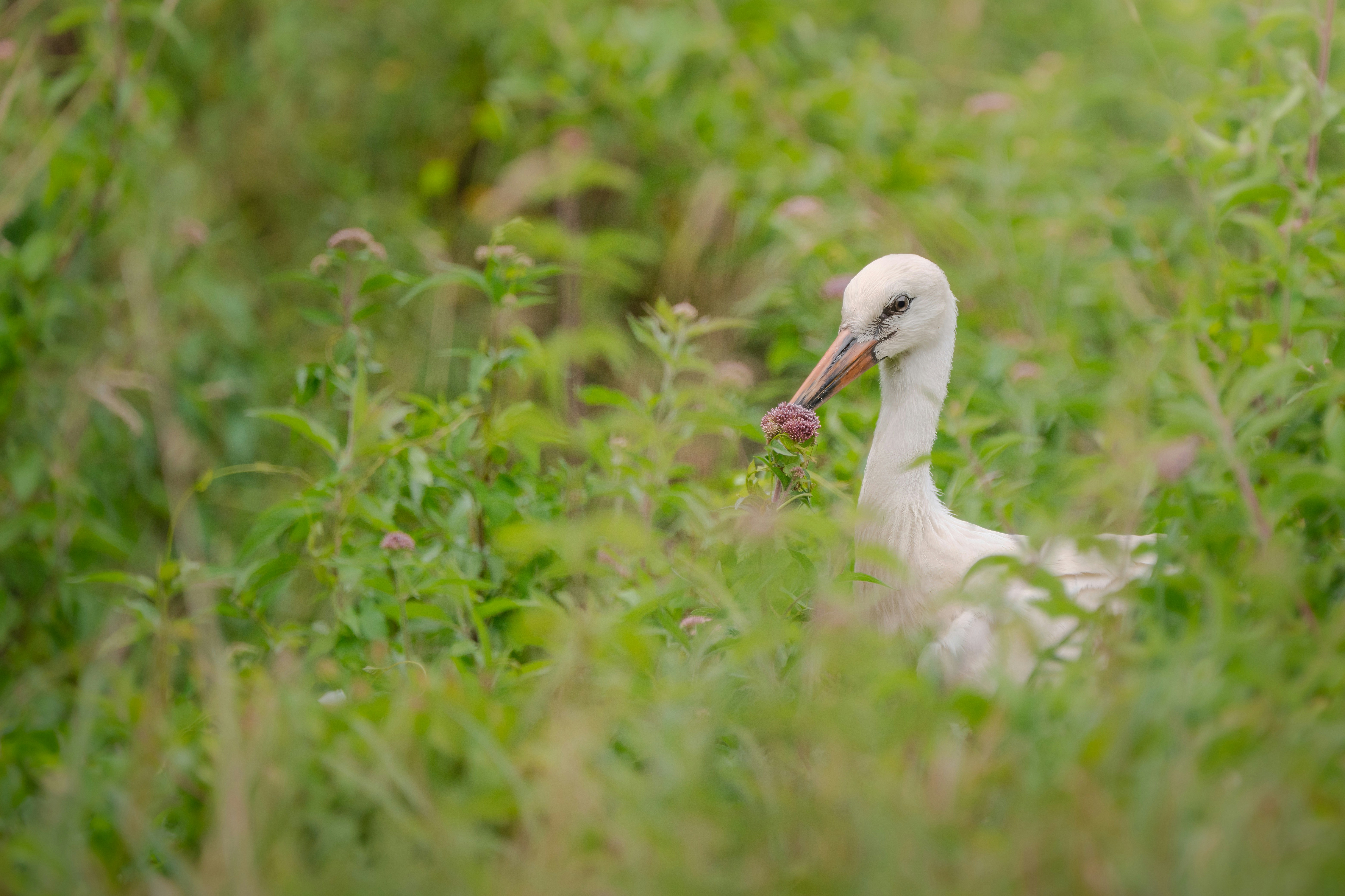 White stork foraging among lush green foliage, delicately holding a morsel in its beak. The scene captures the essence of nature's tranquility.