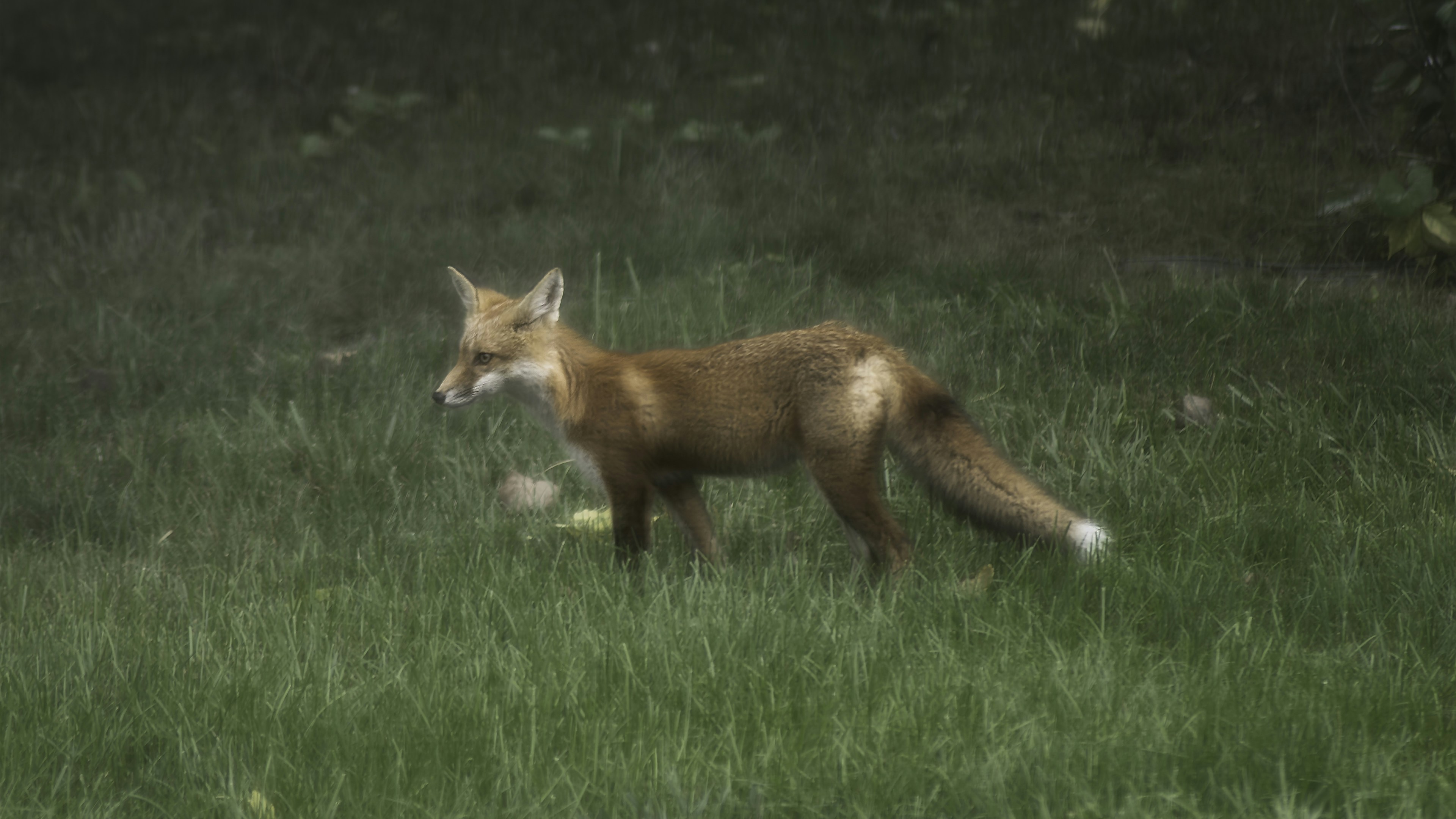 A red fox trotting through a suburban neighborhood (photo taken at the onset of dusk) | A fox stands proudly in the lush green grass.