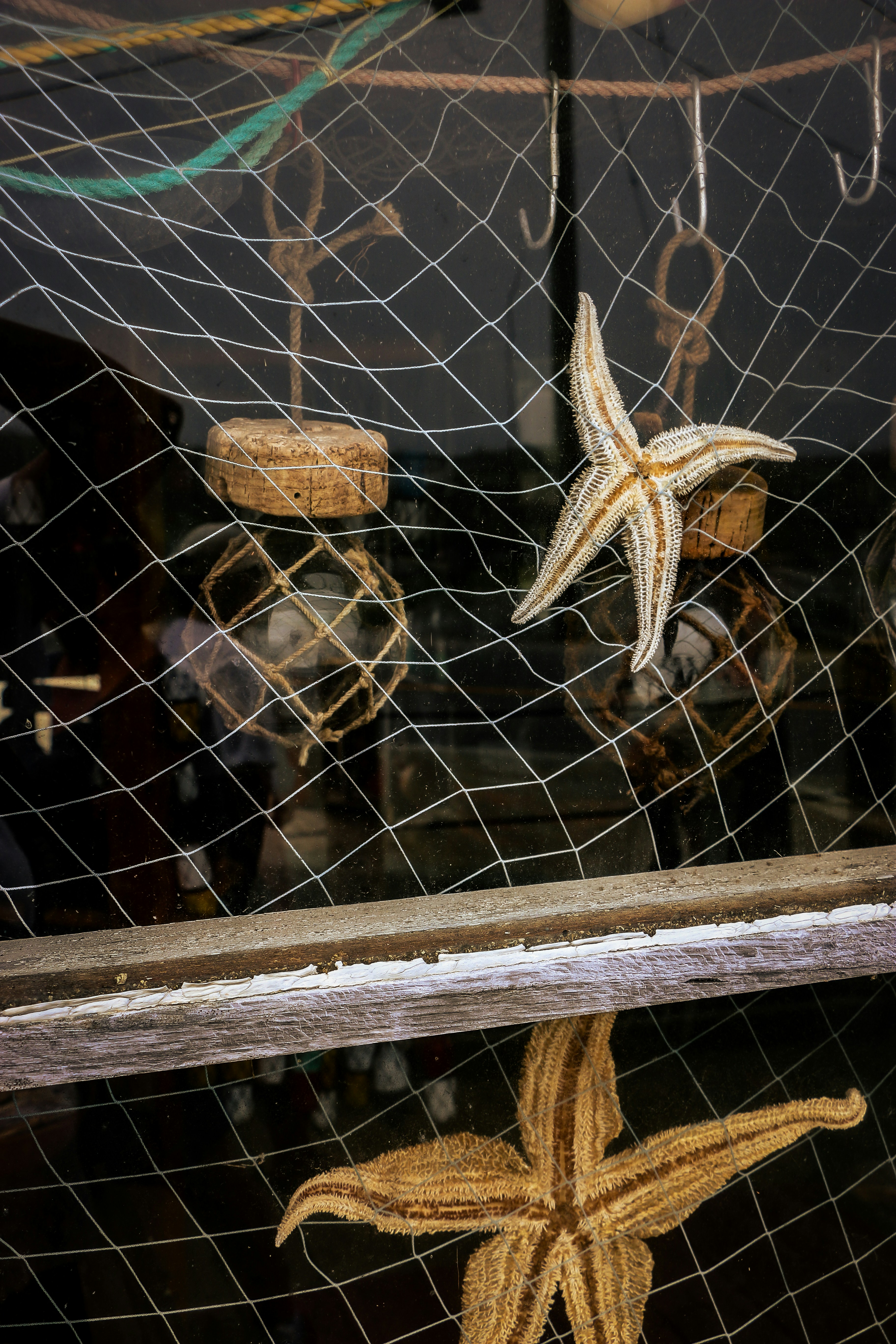 Starfish and fishing net create a nautical display.