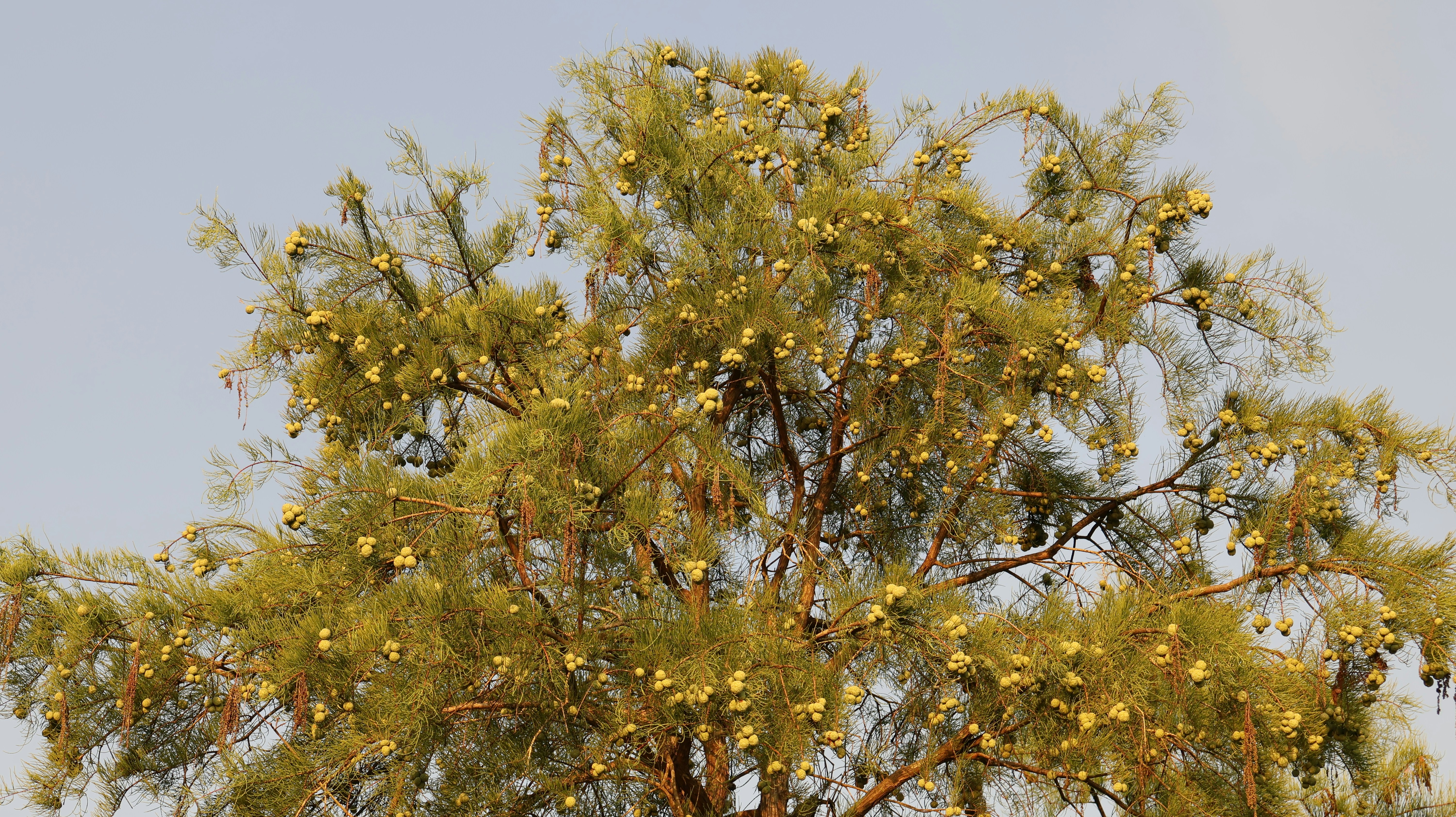 A tree with seeds. | A tree is covered in yellow flowers.