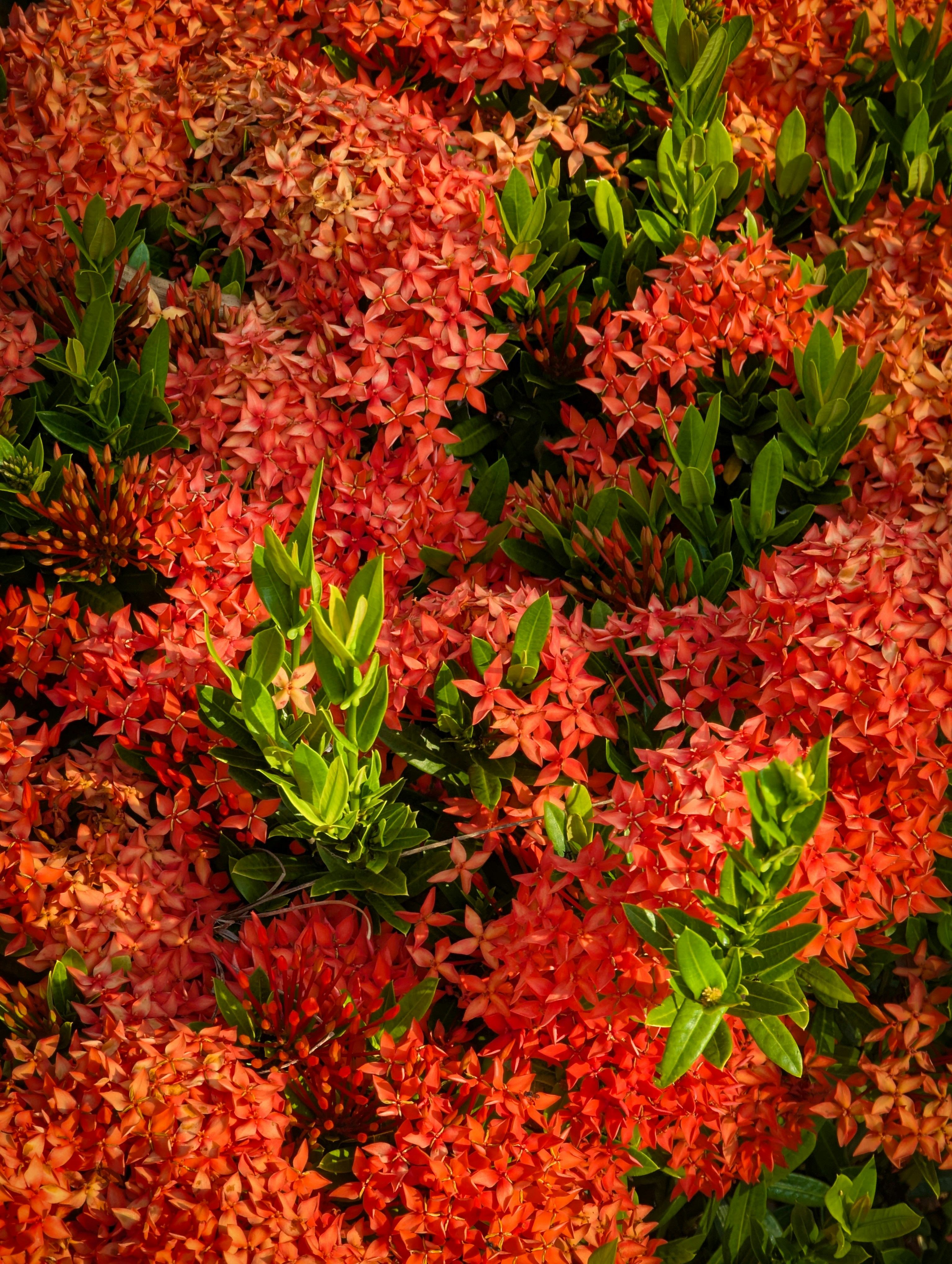 Vibrant clusters of red and orange flowers interspersed with lush green leaves create a lively floral tapestry.