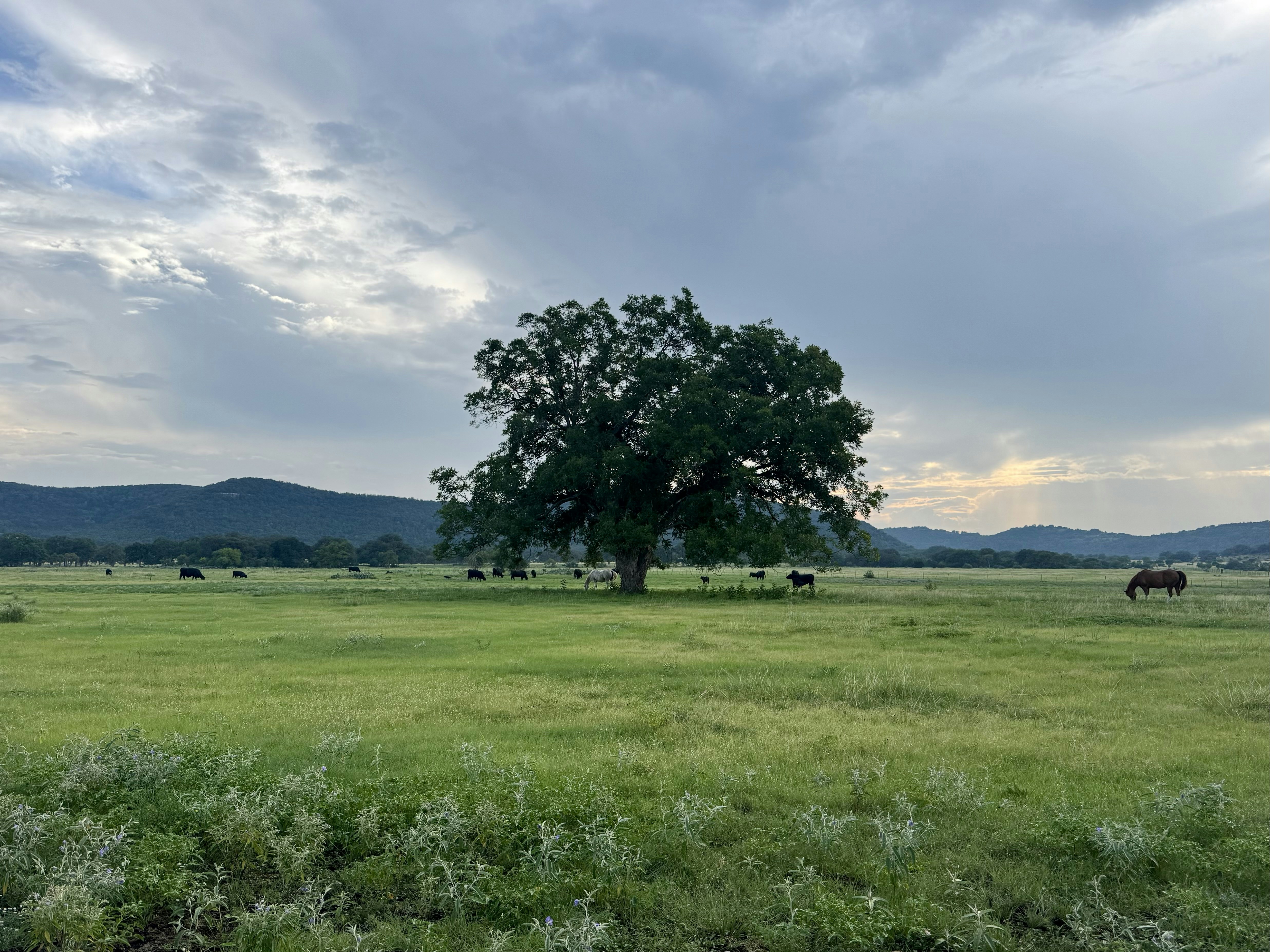 A lone tree stands in a green pasture.