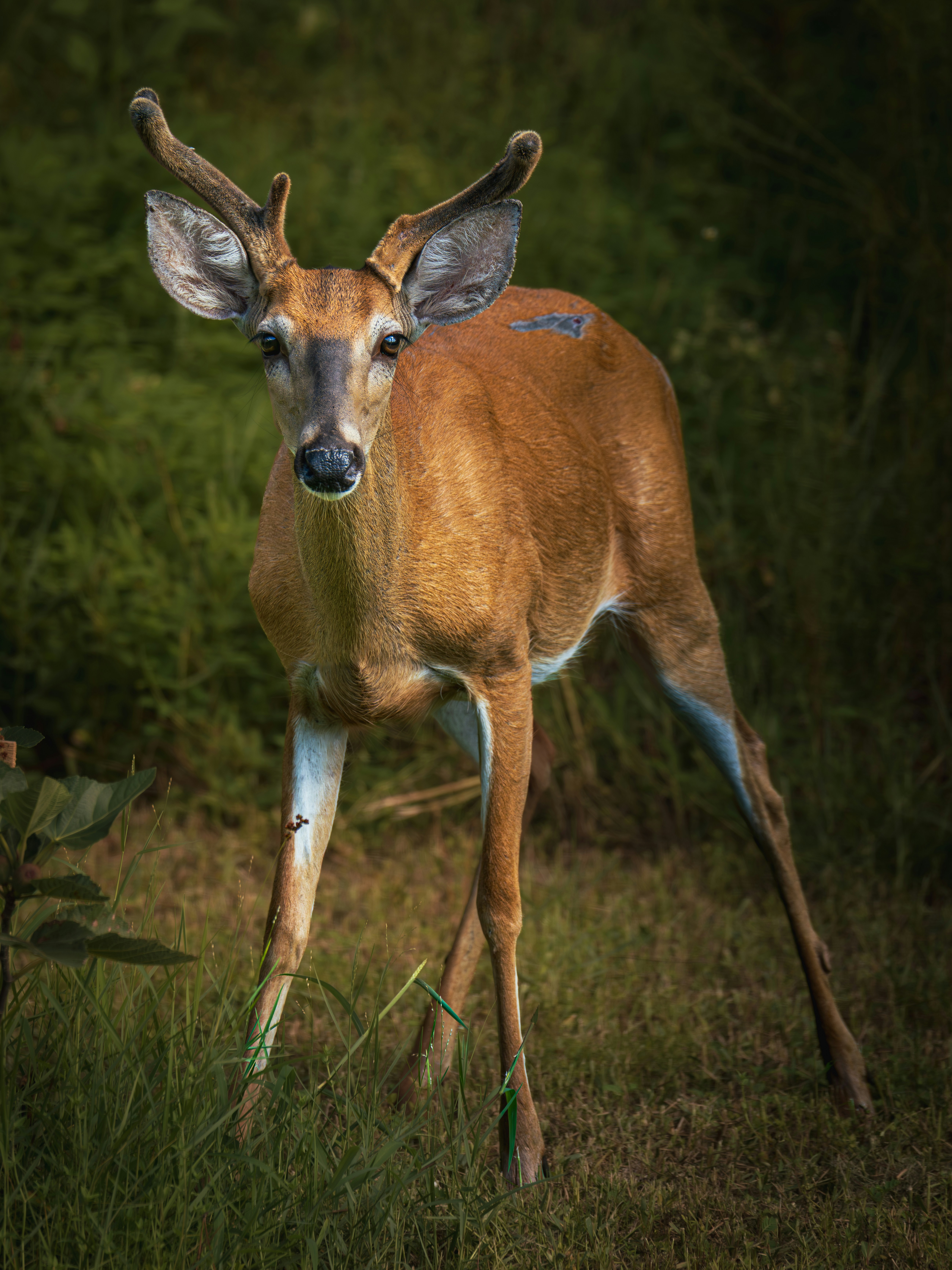 Sturdy Fawn Stares Down the Edge of the Clearing