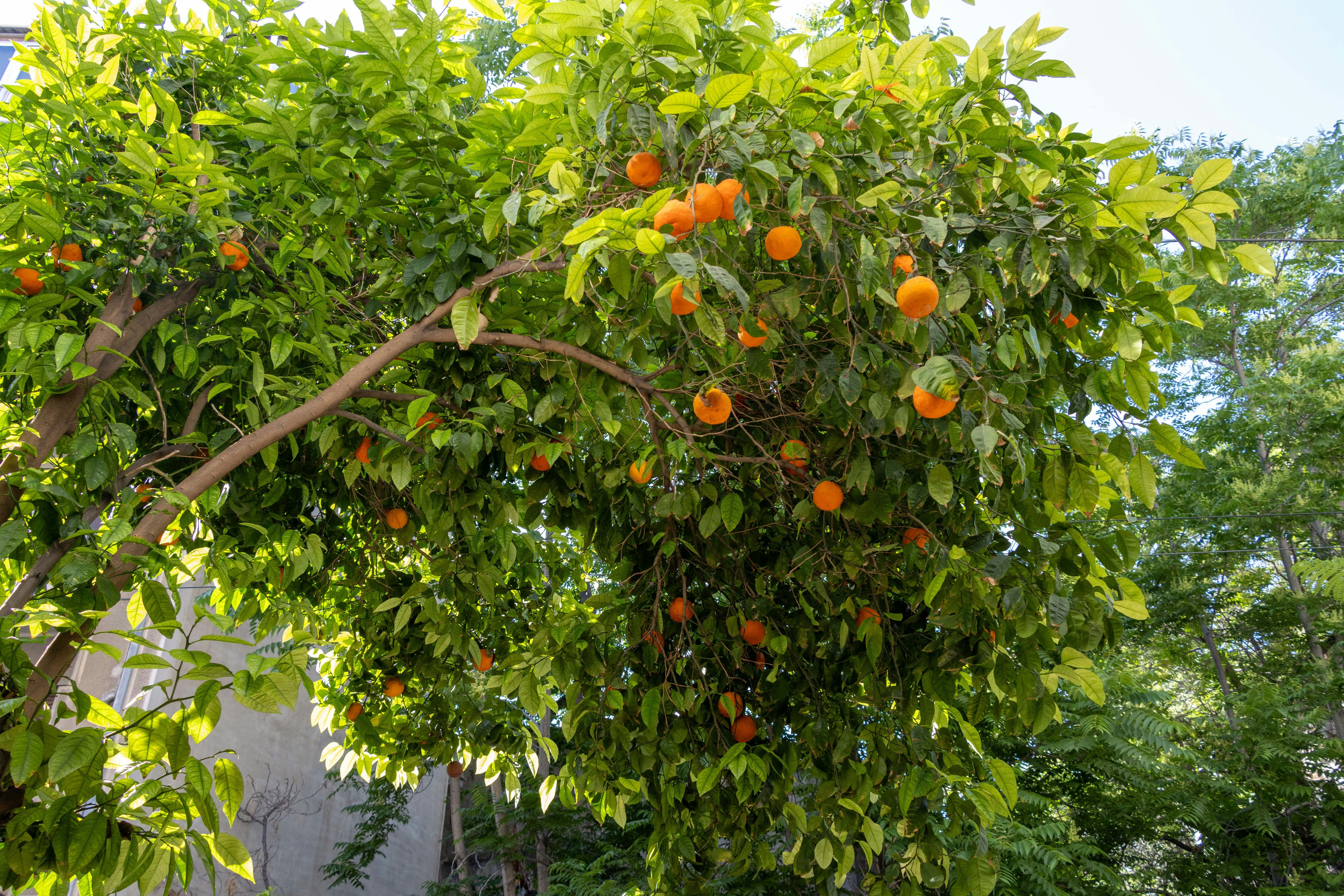Harvesting Nature's Citrus Gems